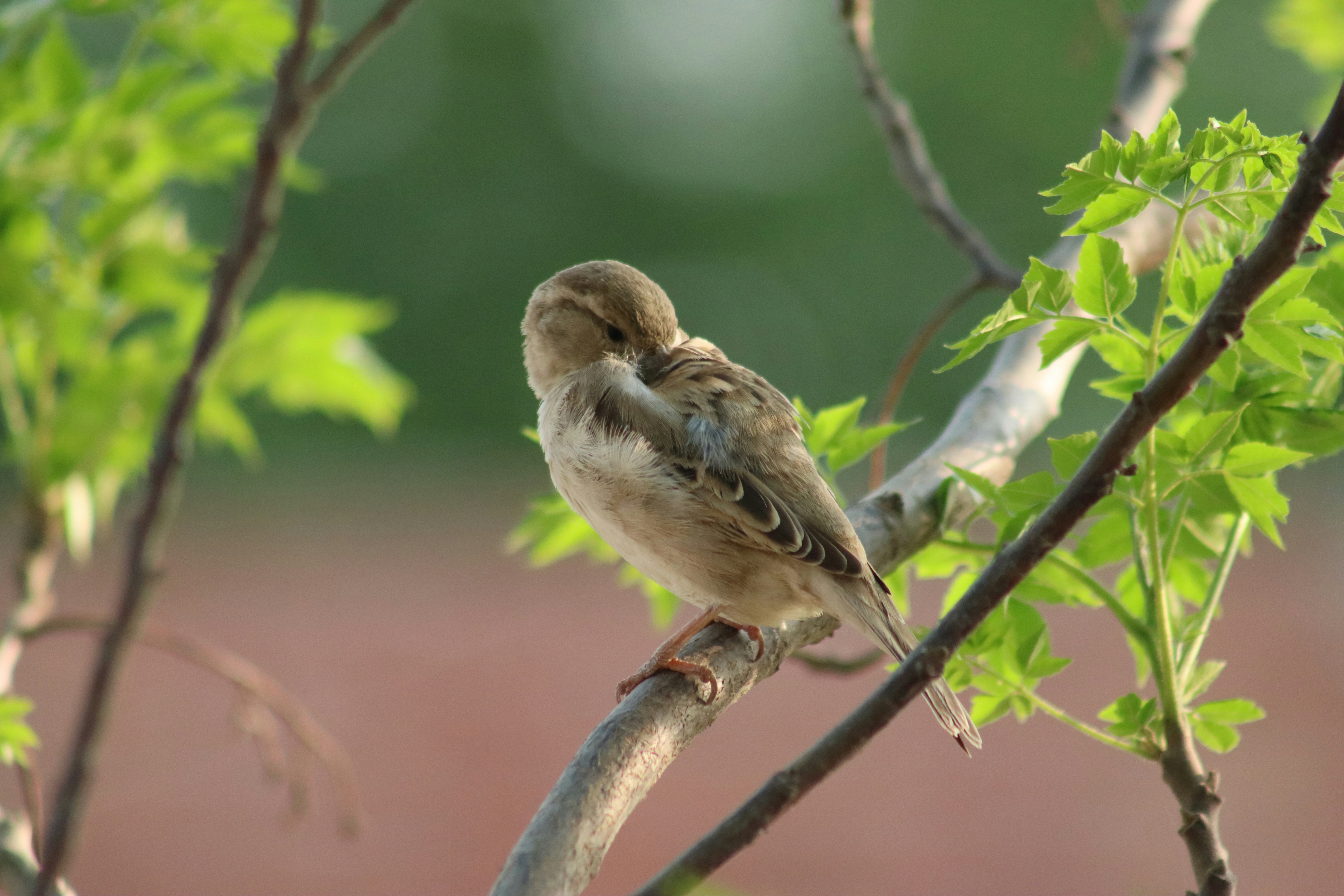 Tiny Sparrow at Rest: Quiet Sunlit Perch