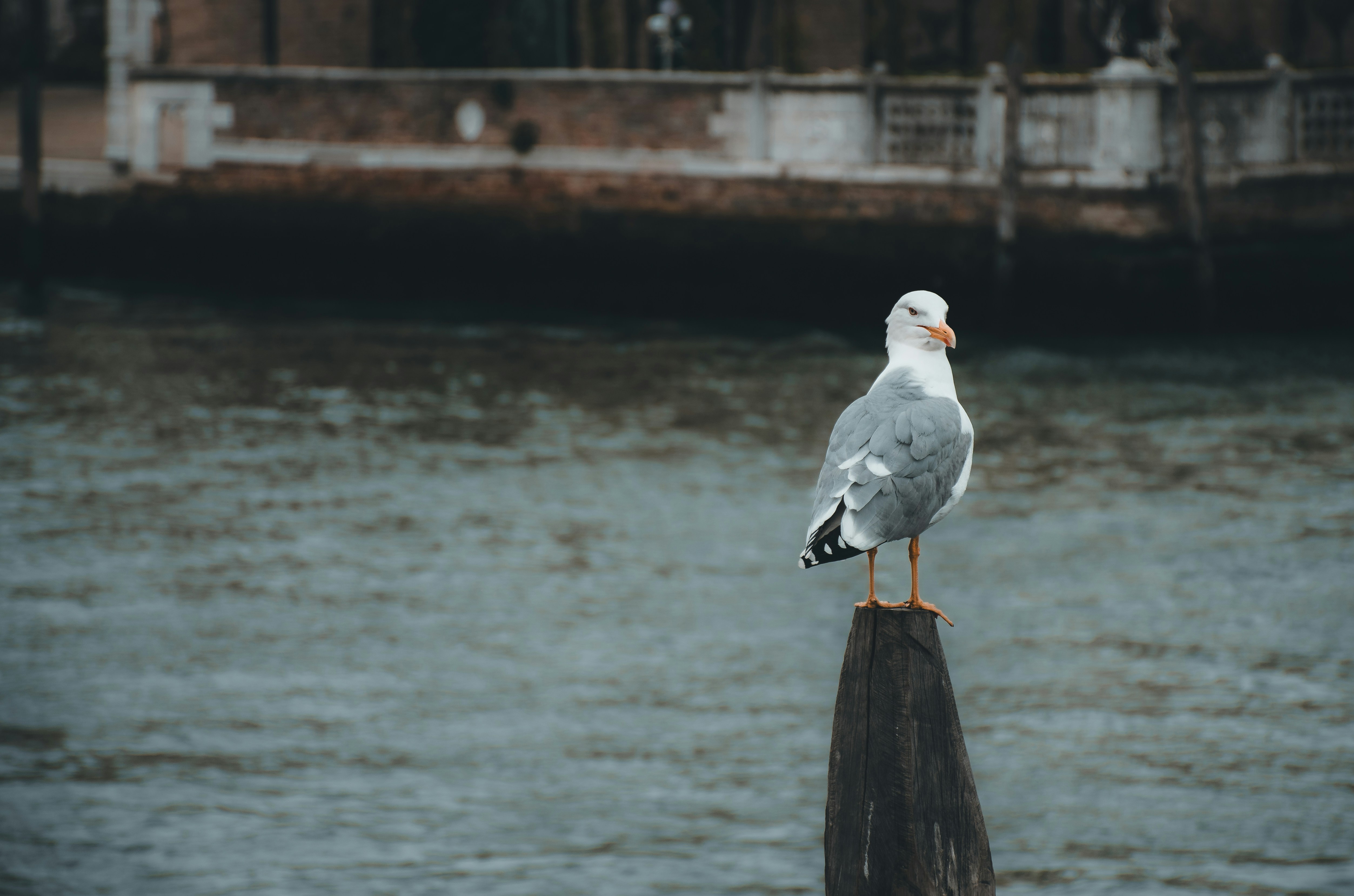 Seagull Sentinel on a Wharf Post