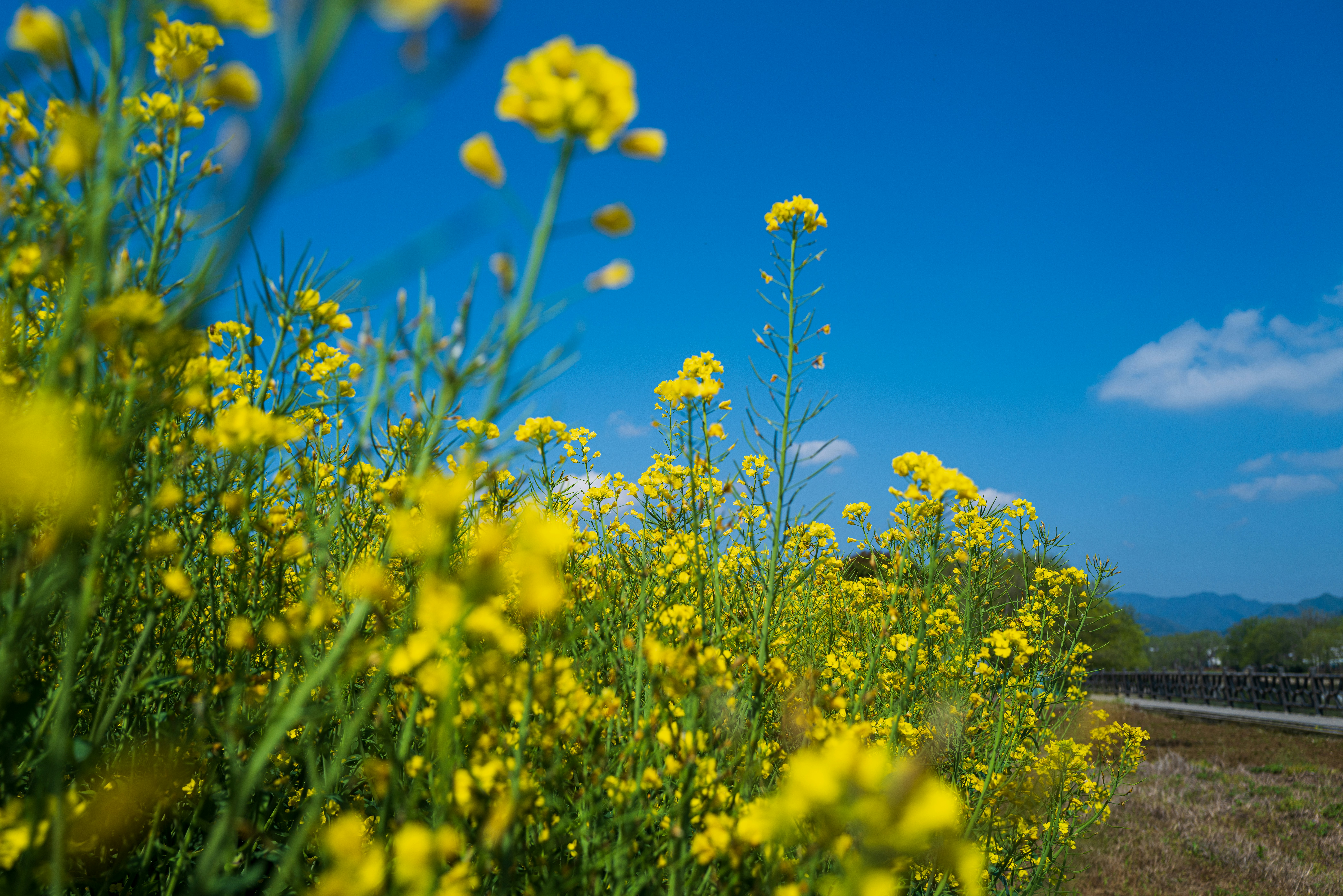 Sunlit canola field under a vivid blue sky