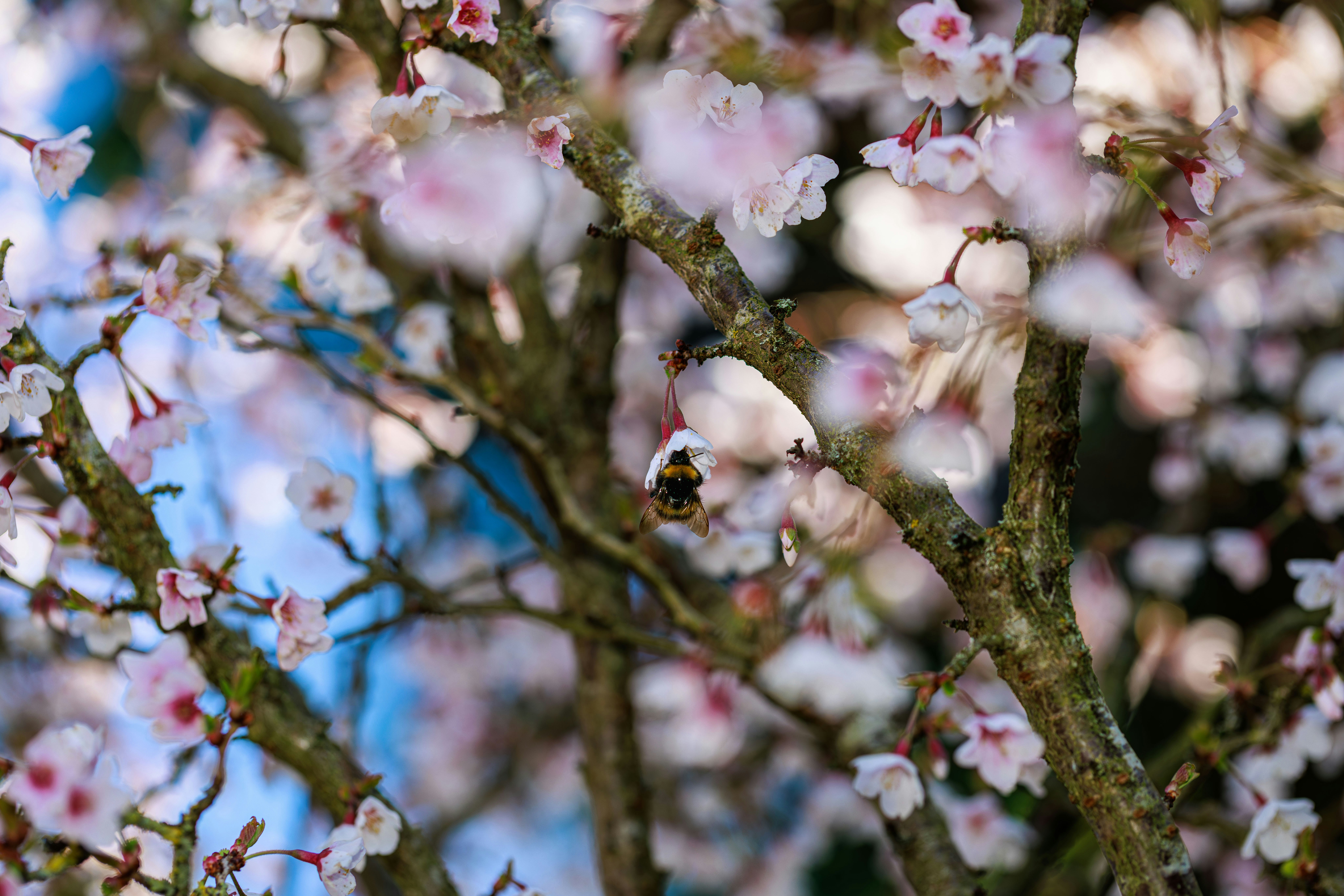 Blooming Branches in Soft Focus with a Hovering Bee