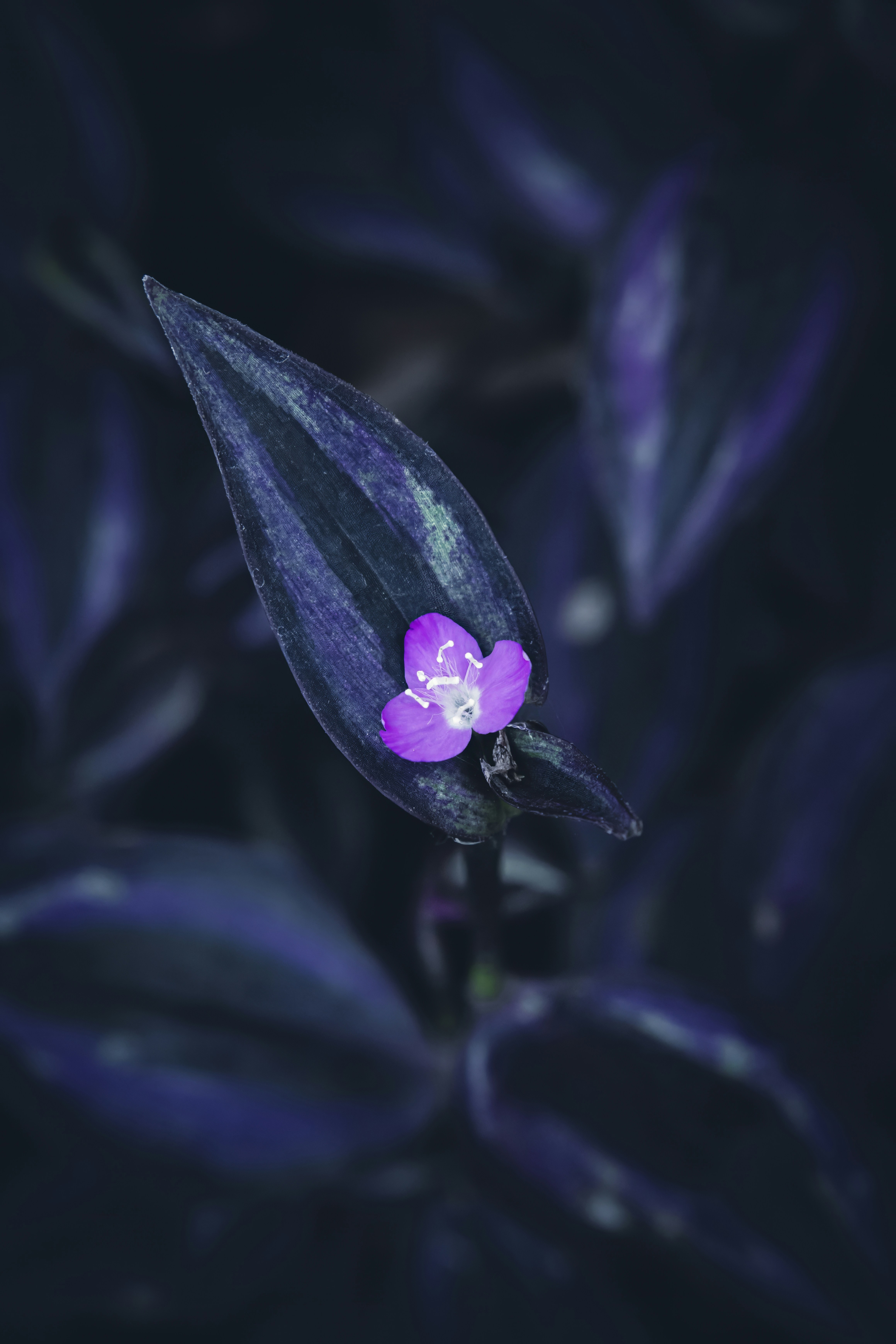 Midnight bloom: a violet blossom with a single magenta floret
