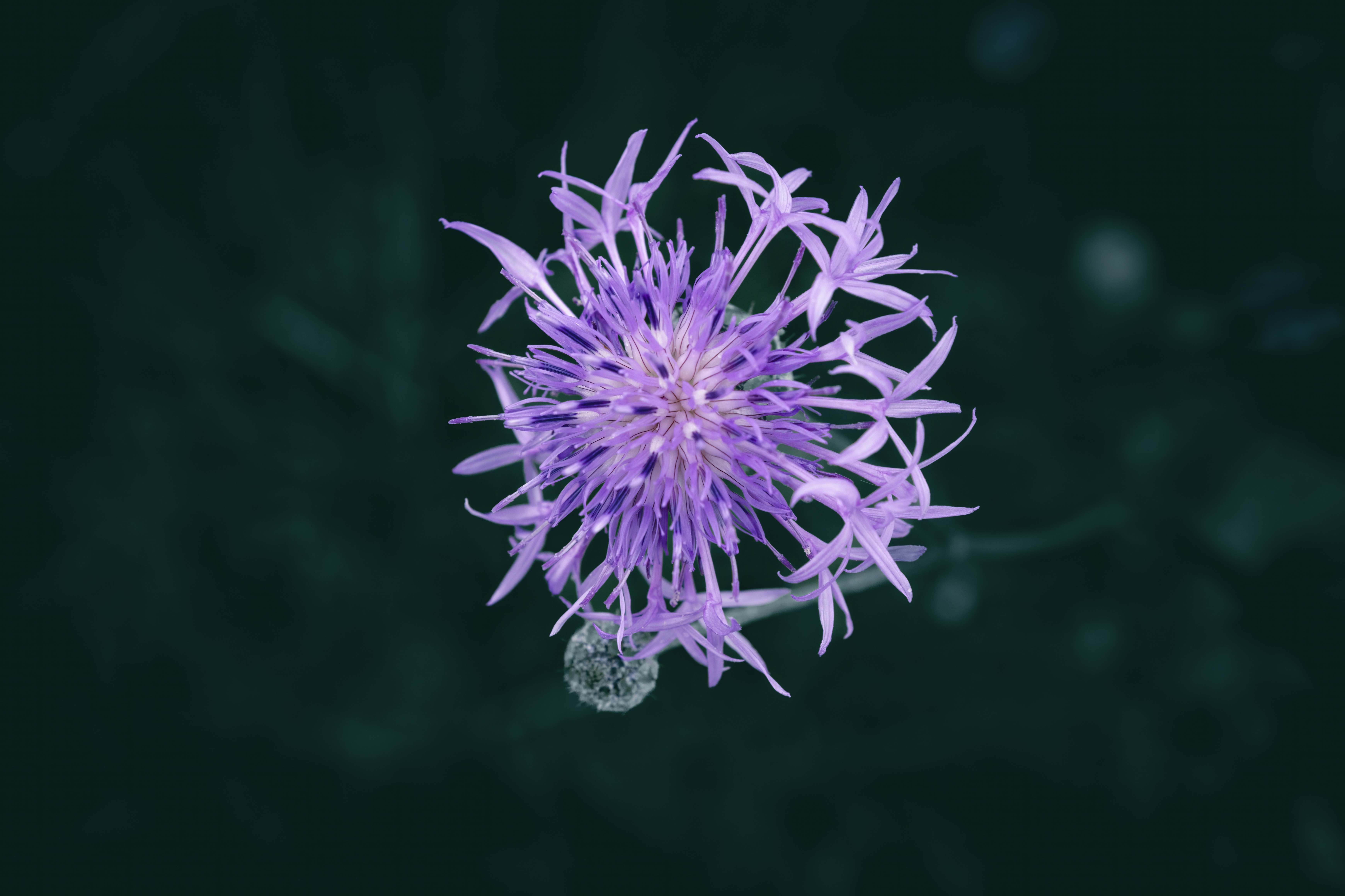 Lavender Bloom Aglow: a Neon-Tinted Thistle Centerpiece