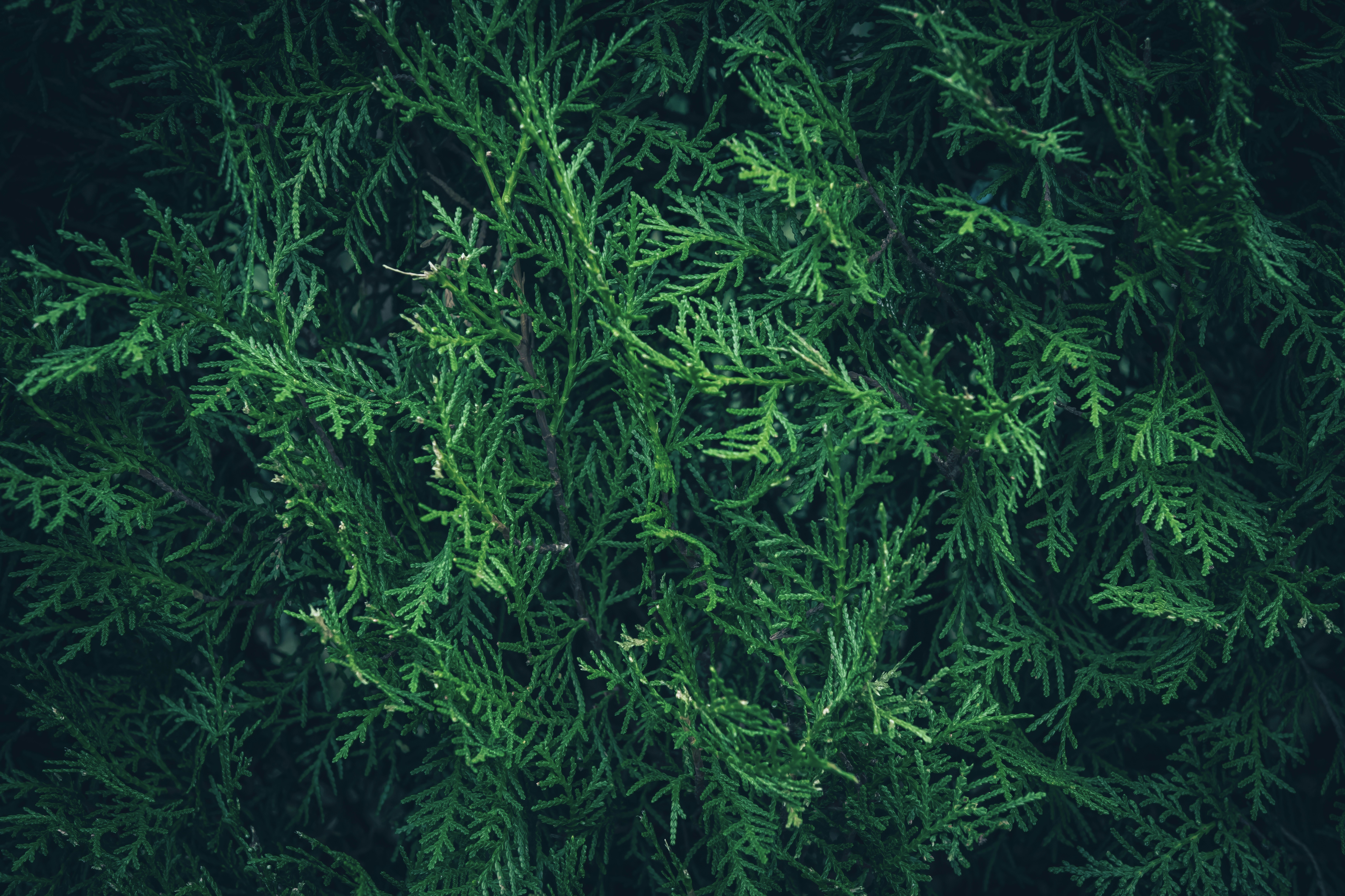 Emerald Fronds: A Quiet Understory in Deep Green