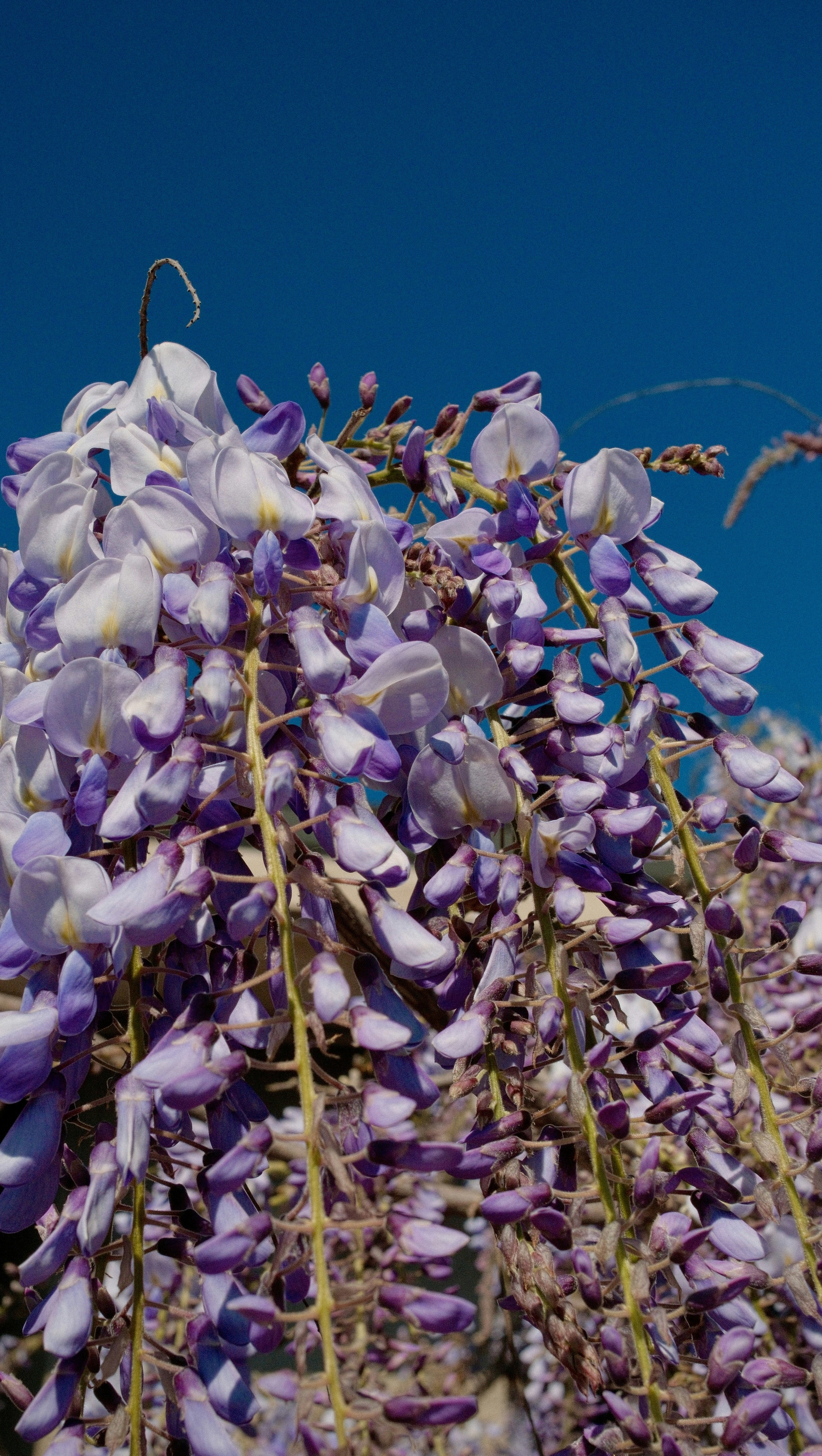 Cascade of Lavender Blooms Under a Clear Blue Sky
