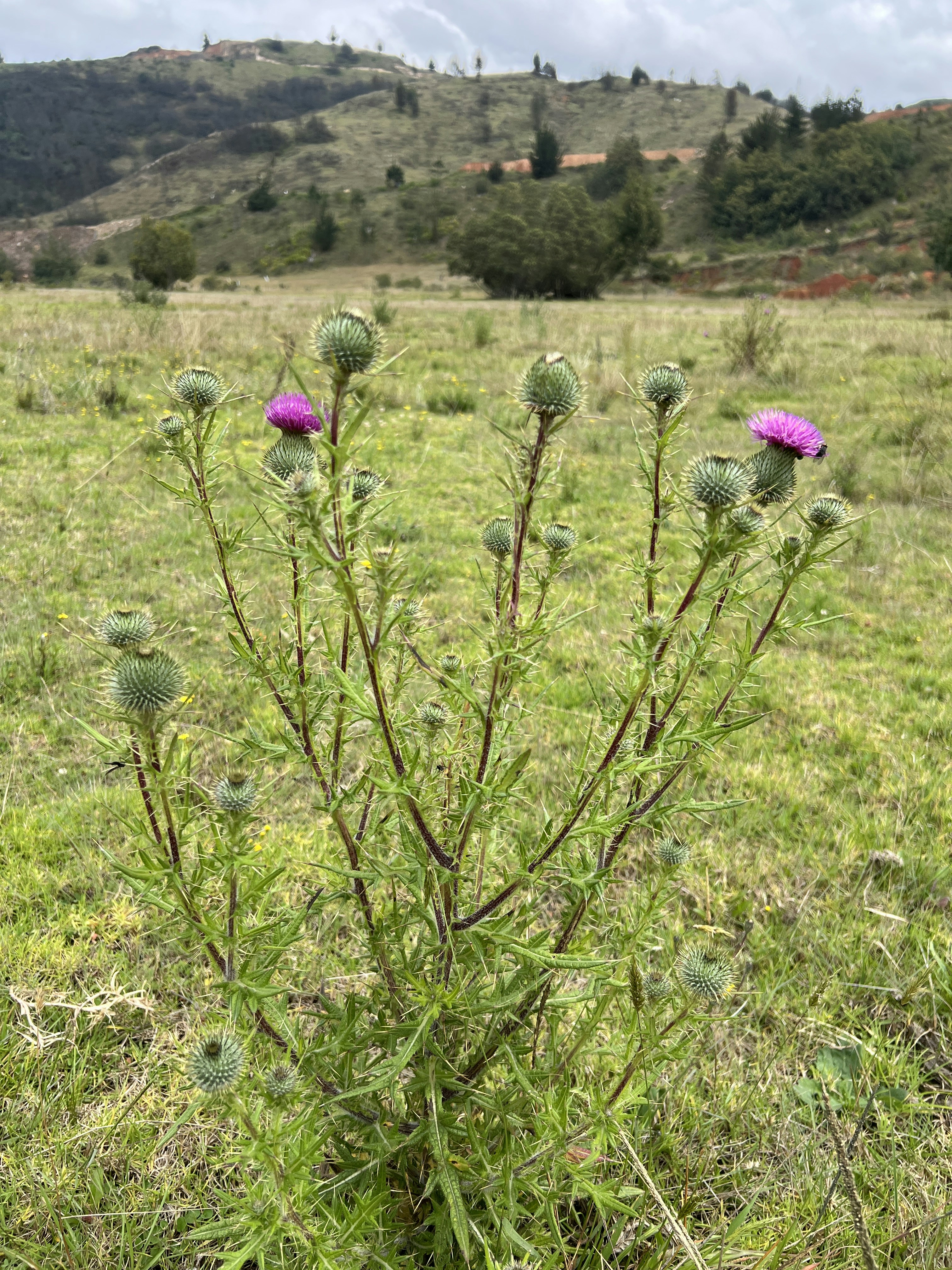 Zinnia Crown in a Distant Meadow