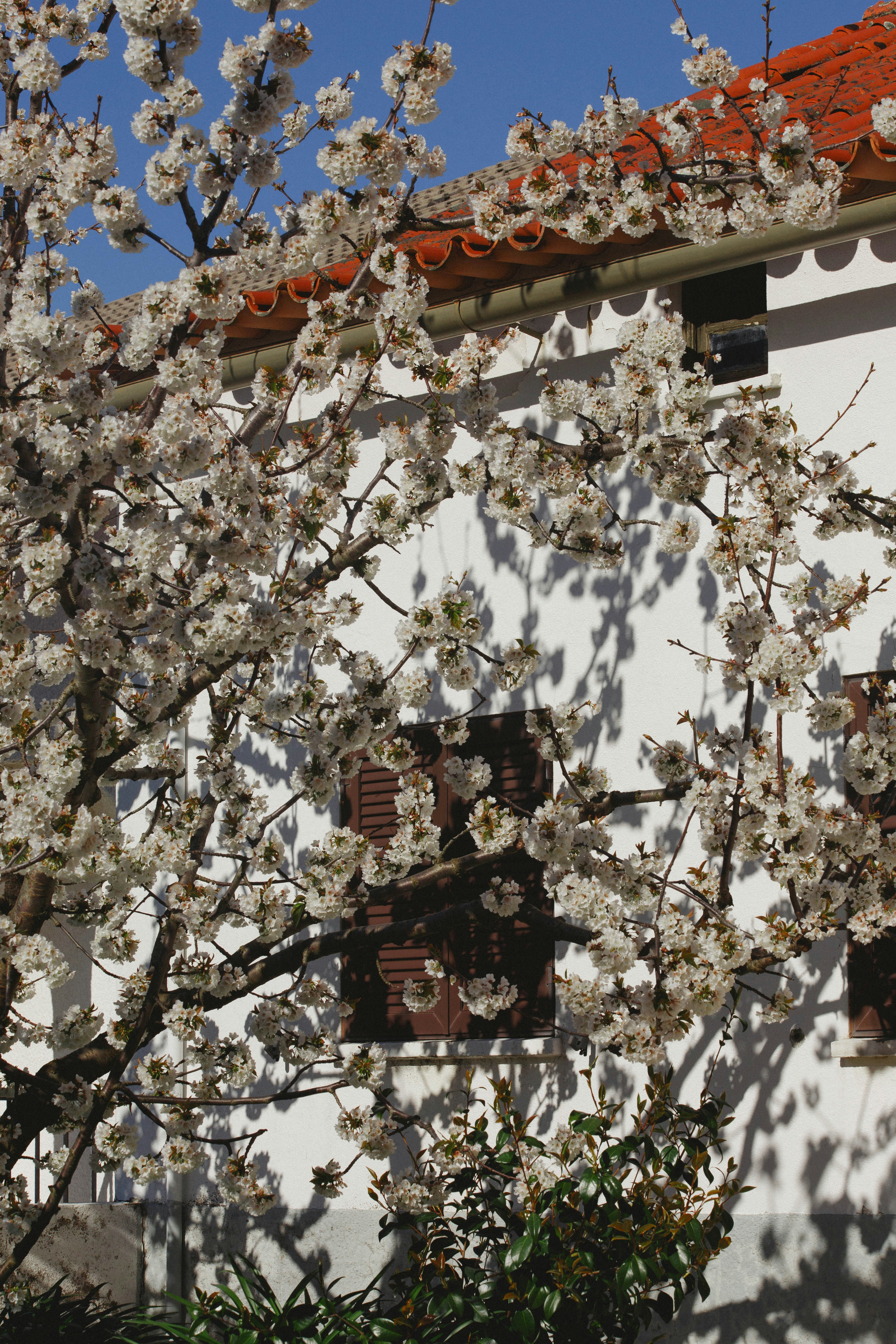  blossoms veil a white-walled courtyard beneath a red-tiled eave