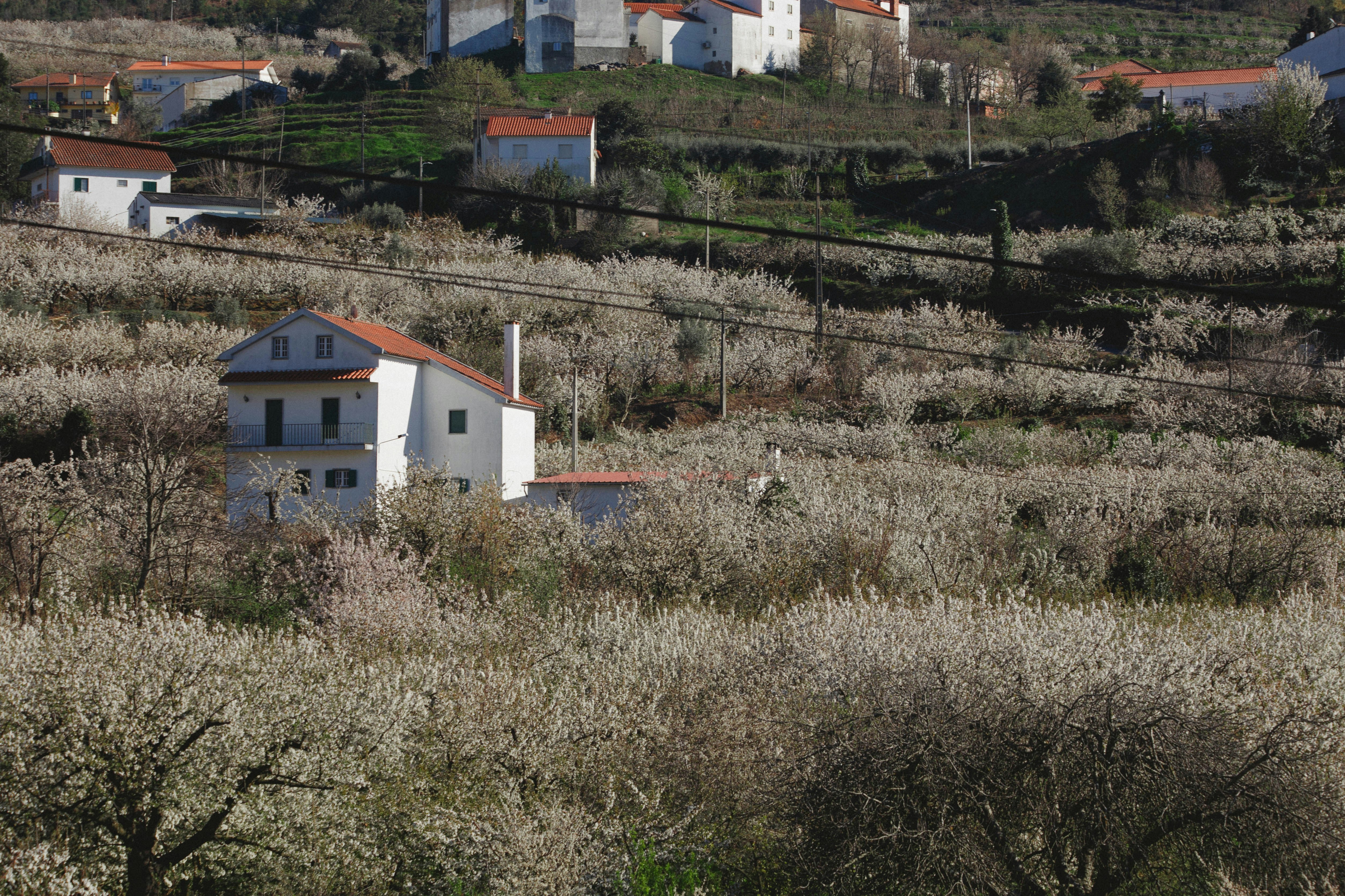 White-roofed house nestled among sunlit orchards