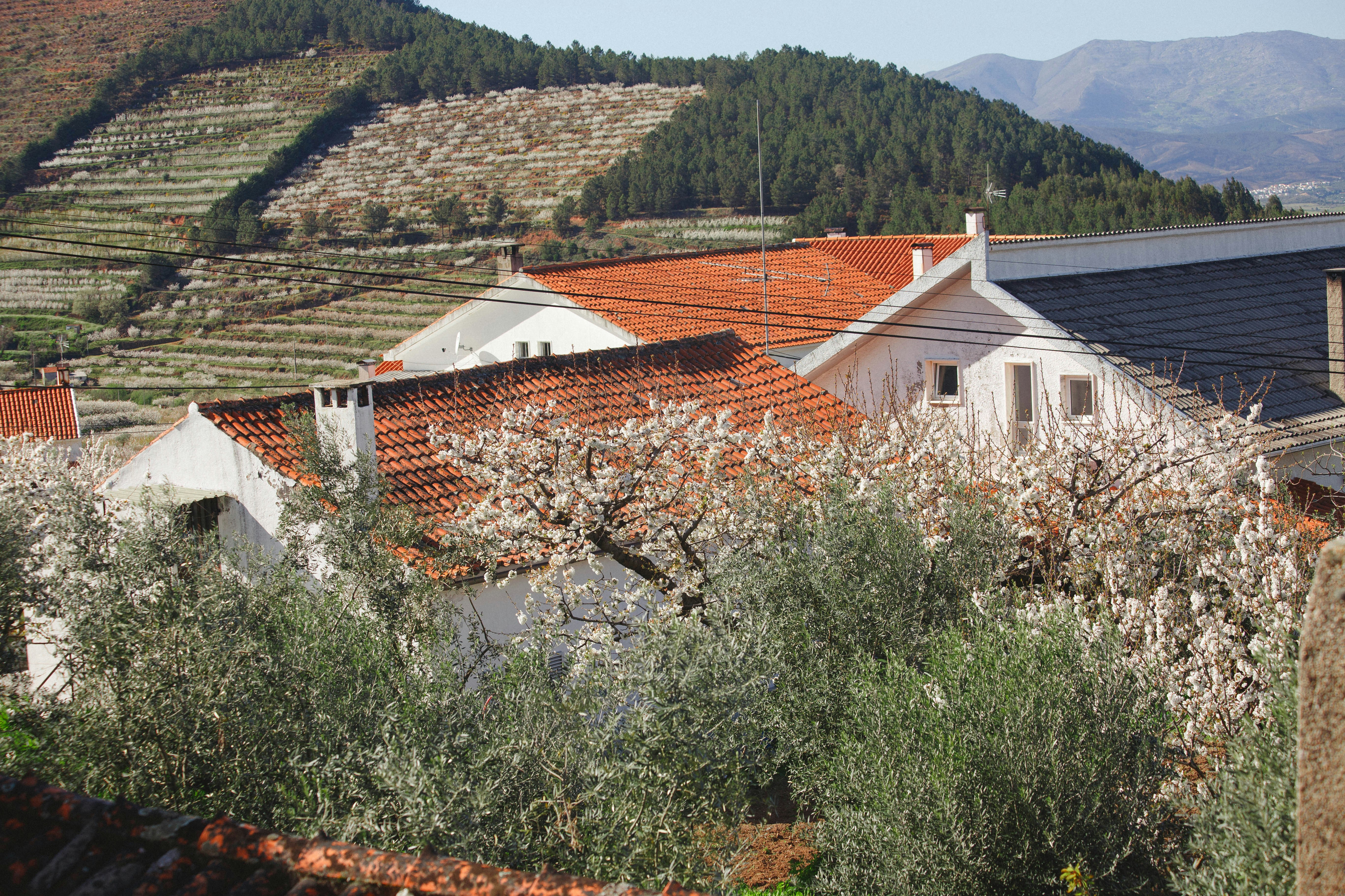 Terraced hillsides and bloom amid red-tiled rooftops