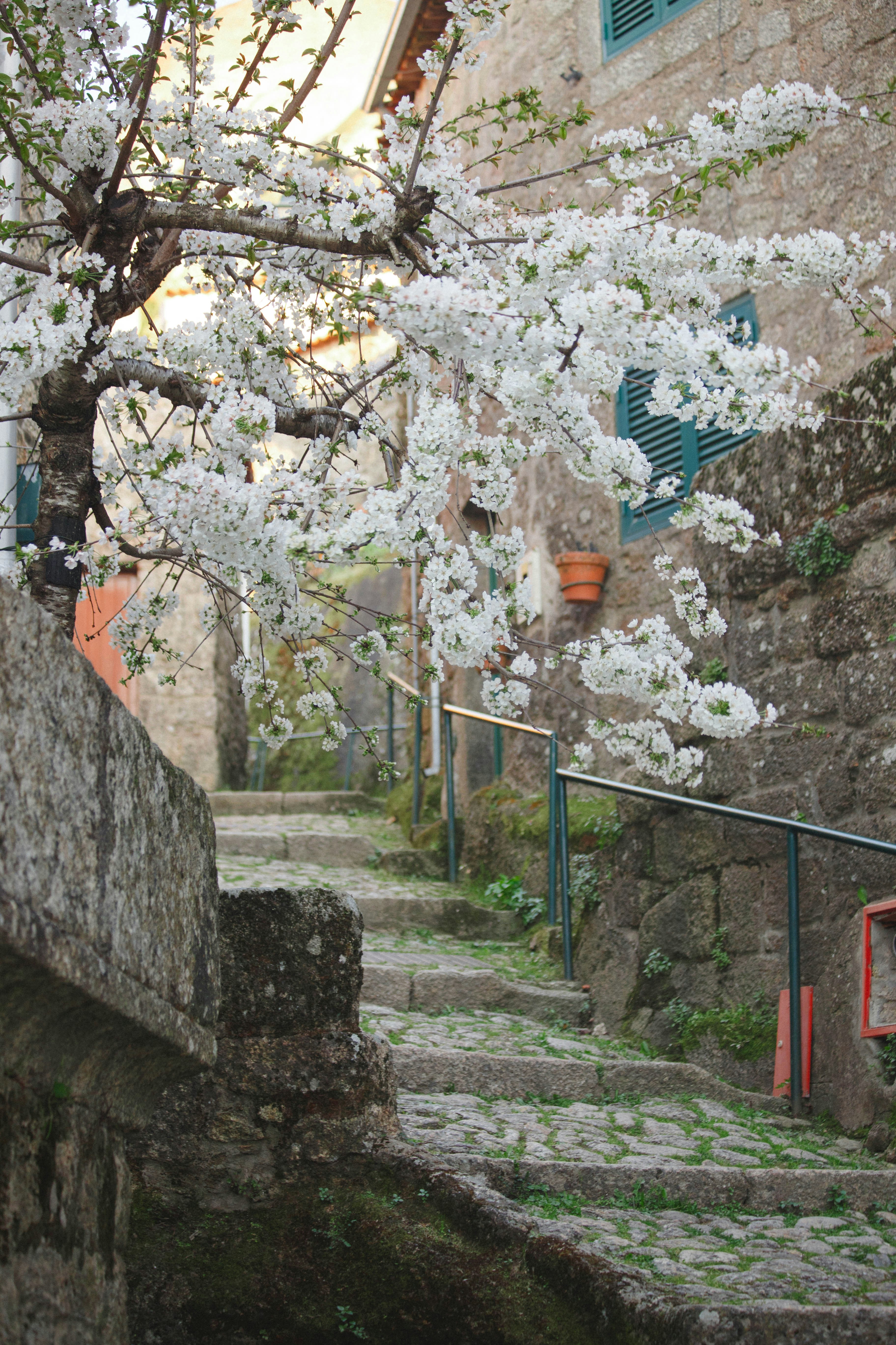 Blossoms Over the Stone Street