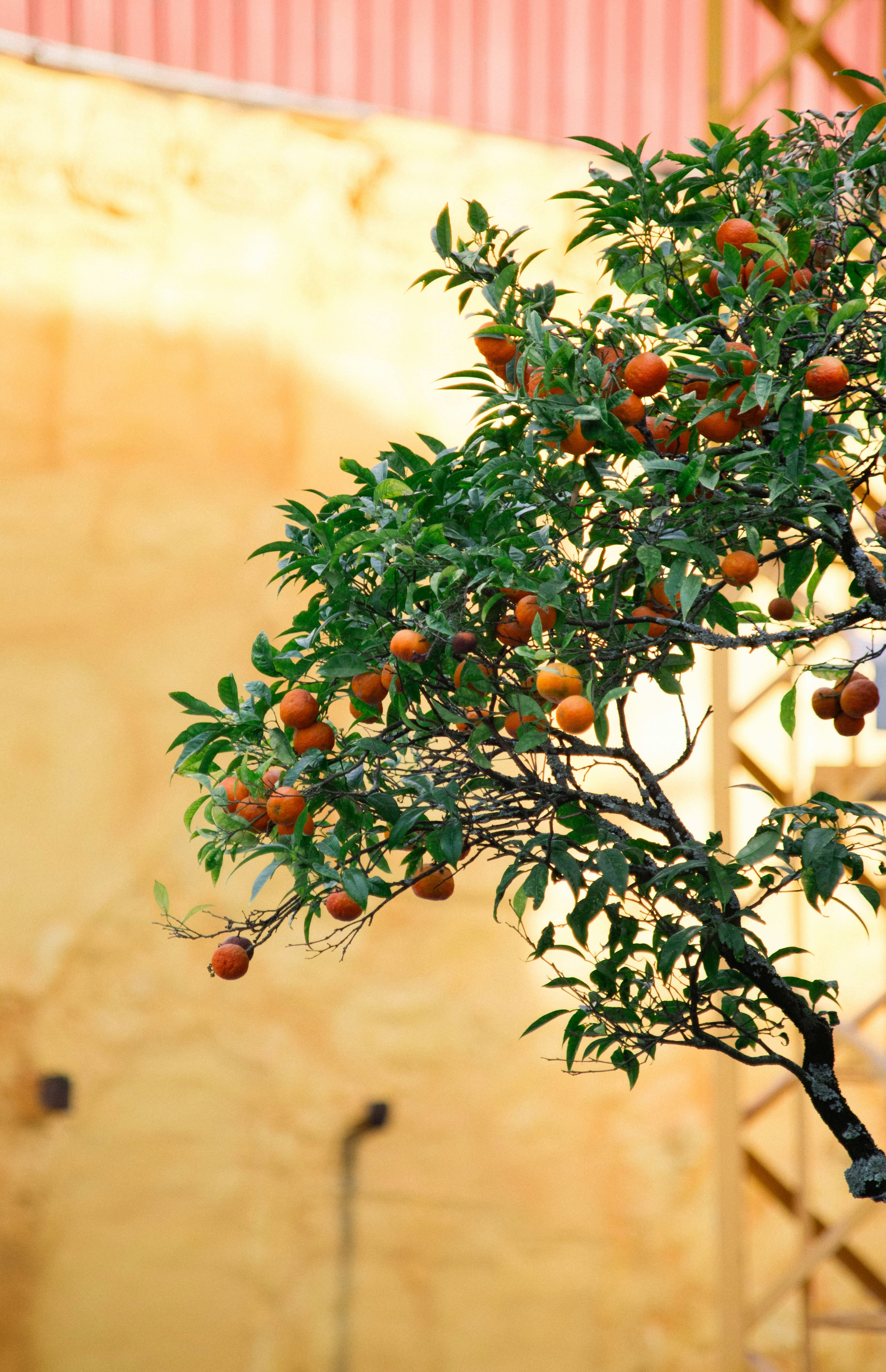Orange Orchard in Warm Sunlight