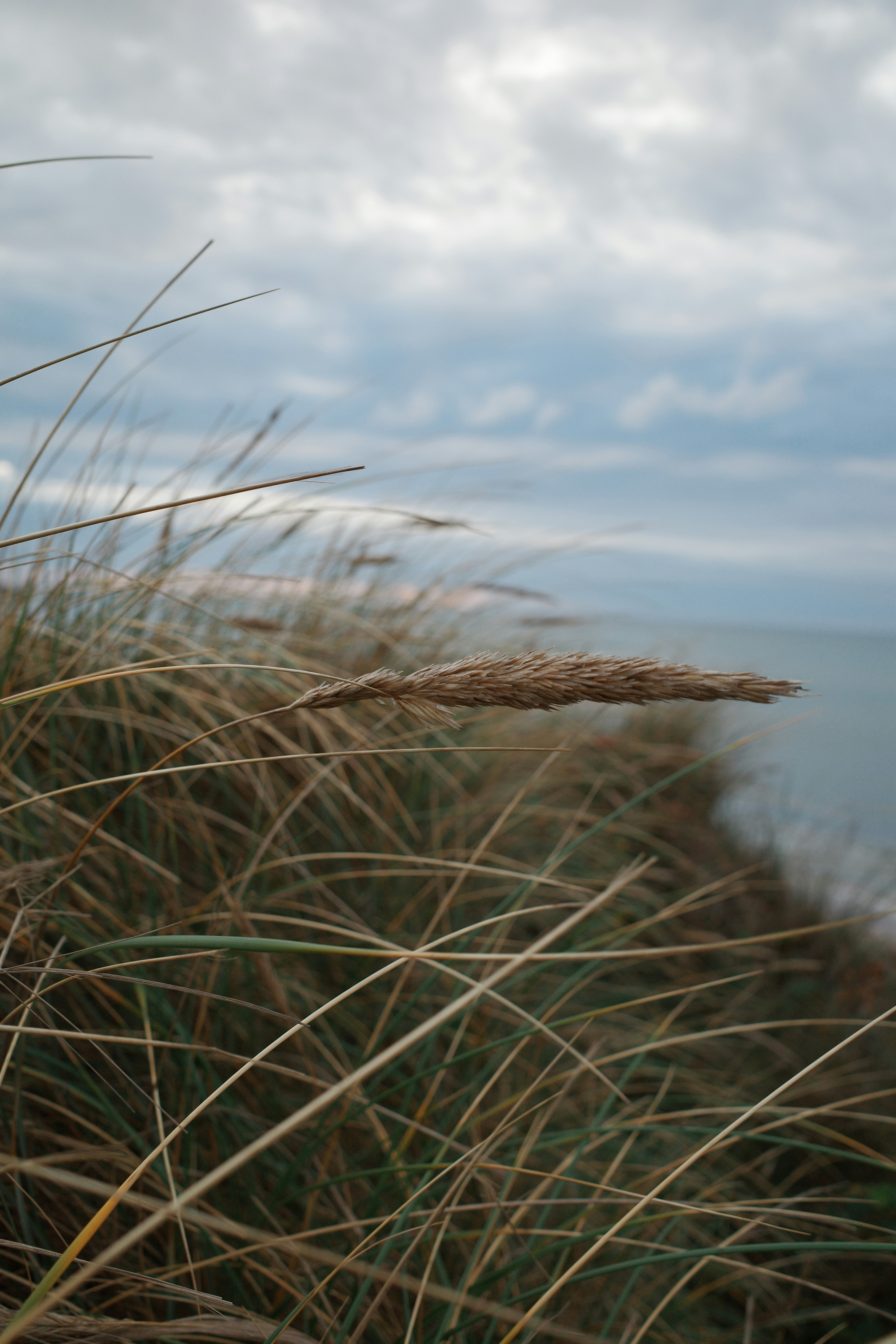 Golden Strand Quiet: Grass Fronds by the Sea