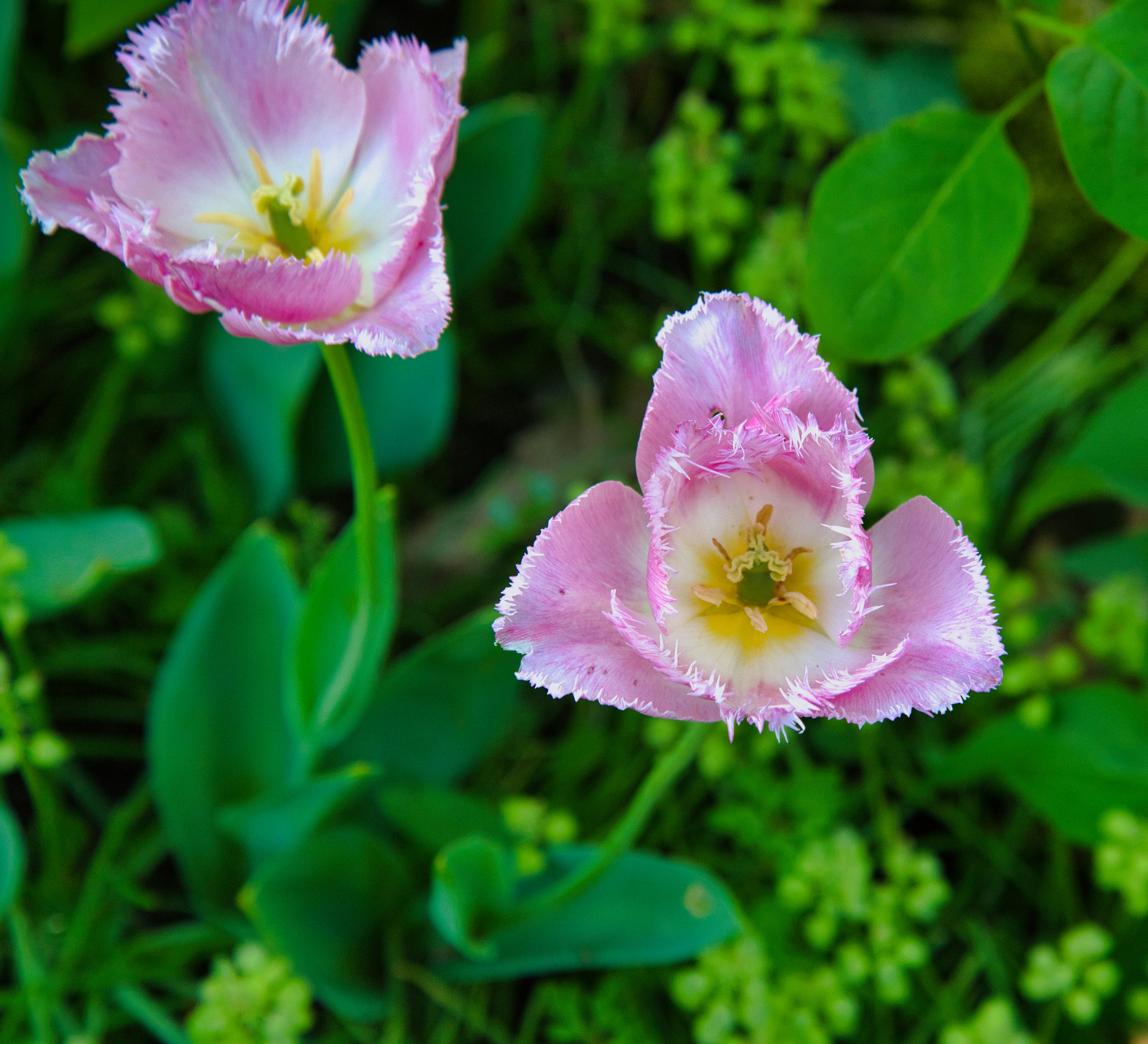 Pink fringed tulips in a green garden frame