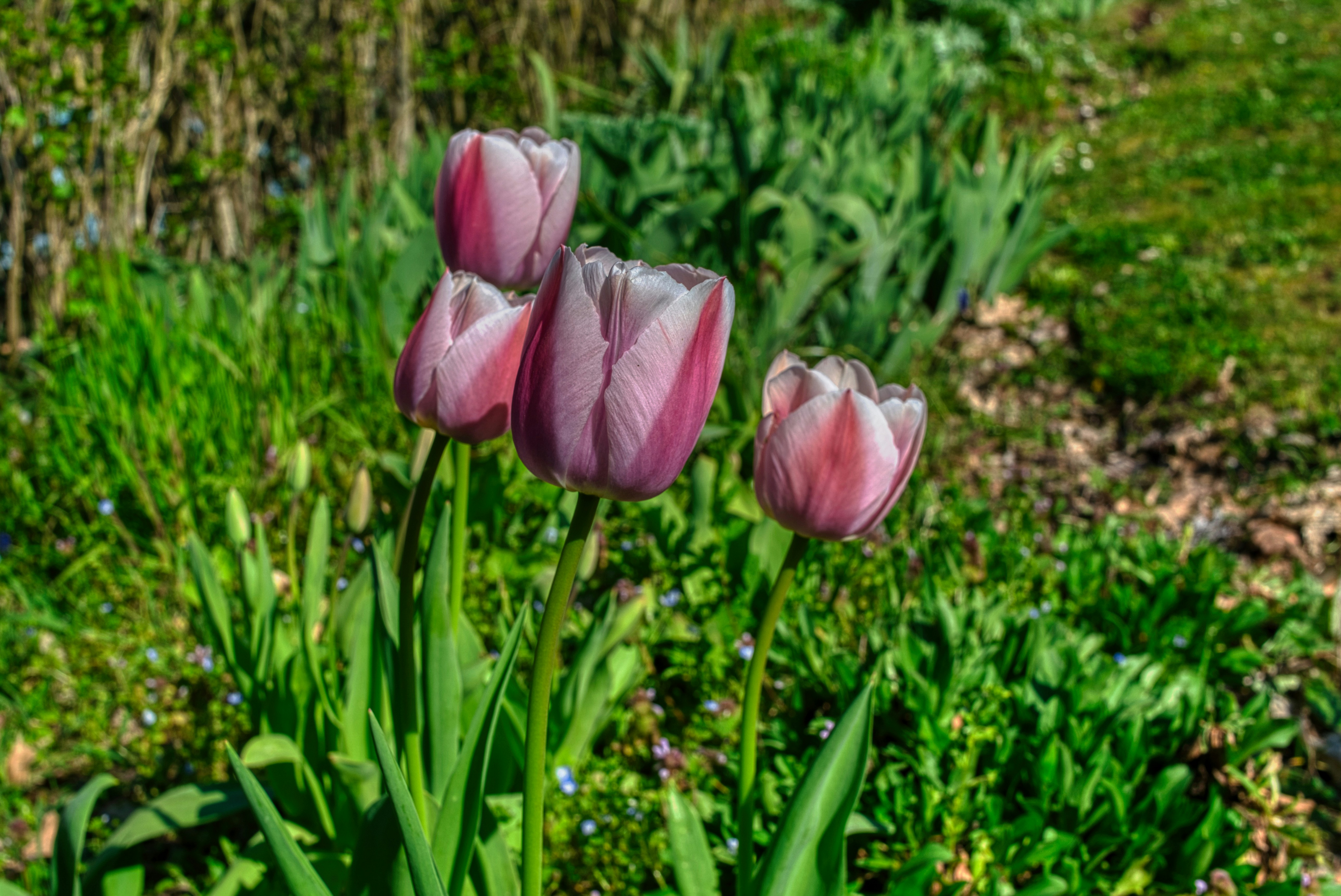 Petals of Spring: Pink Tulips Reaching Toward Afternoon Light