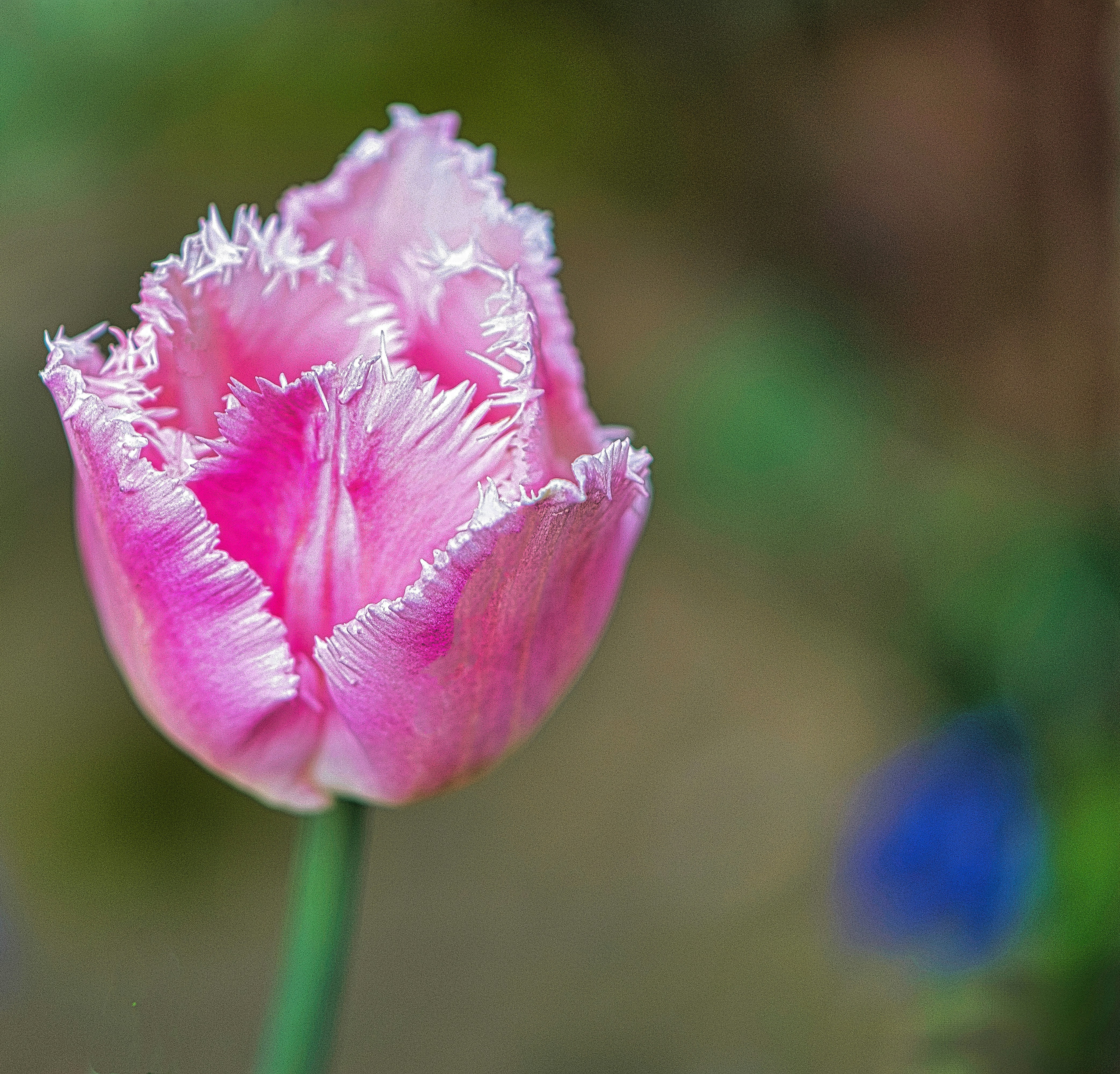 Fringed Pink Tulip in Soft Focus Garden Glow