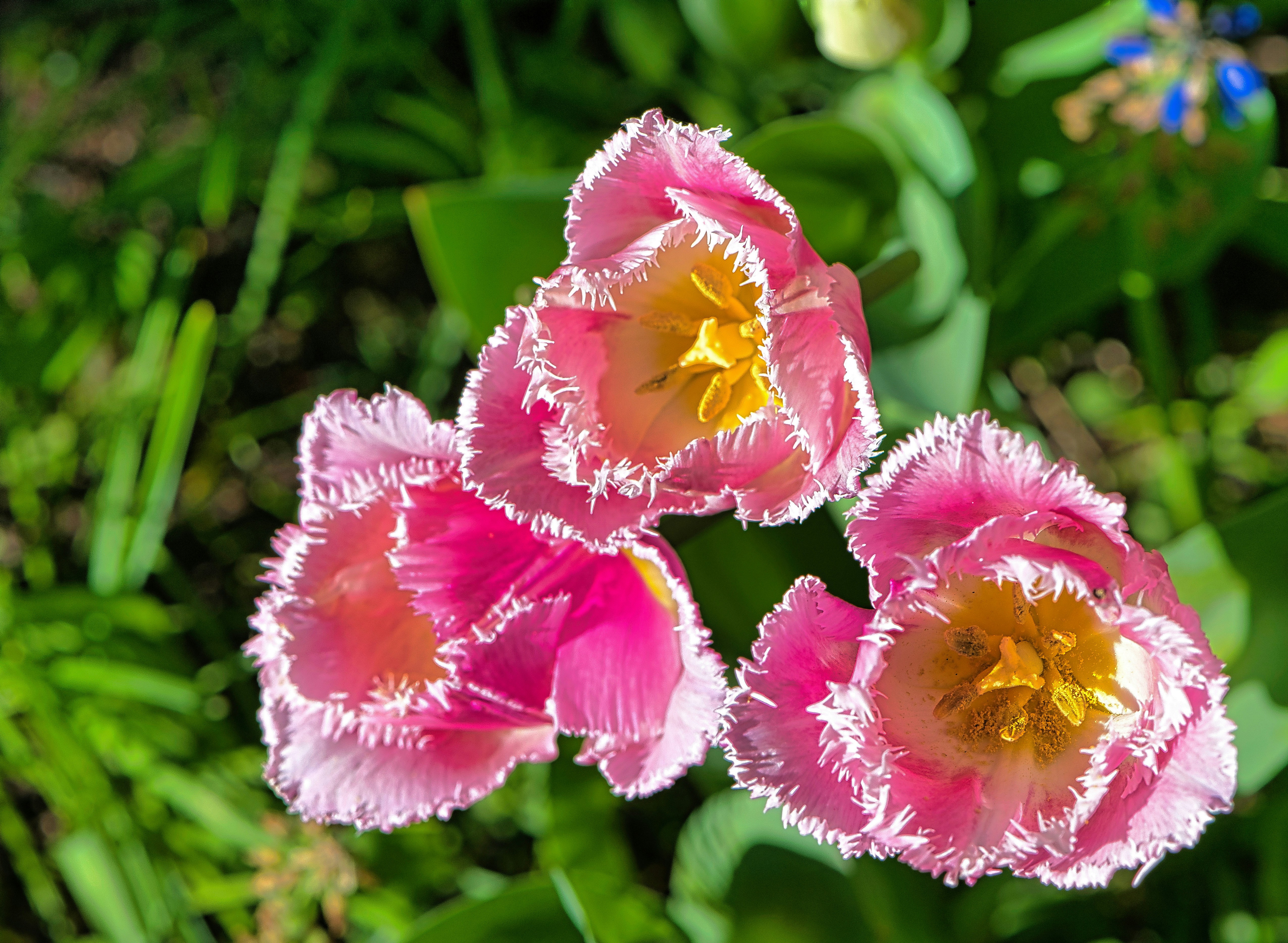 Frilled Petals: Pink Tulips Framing a Bright Center