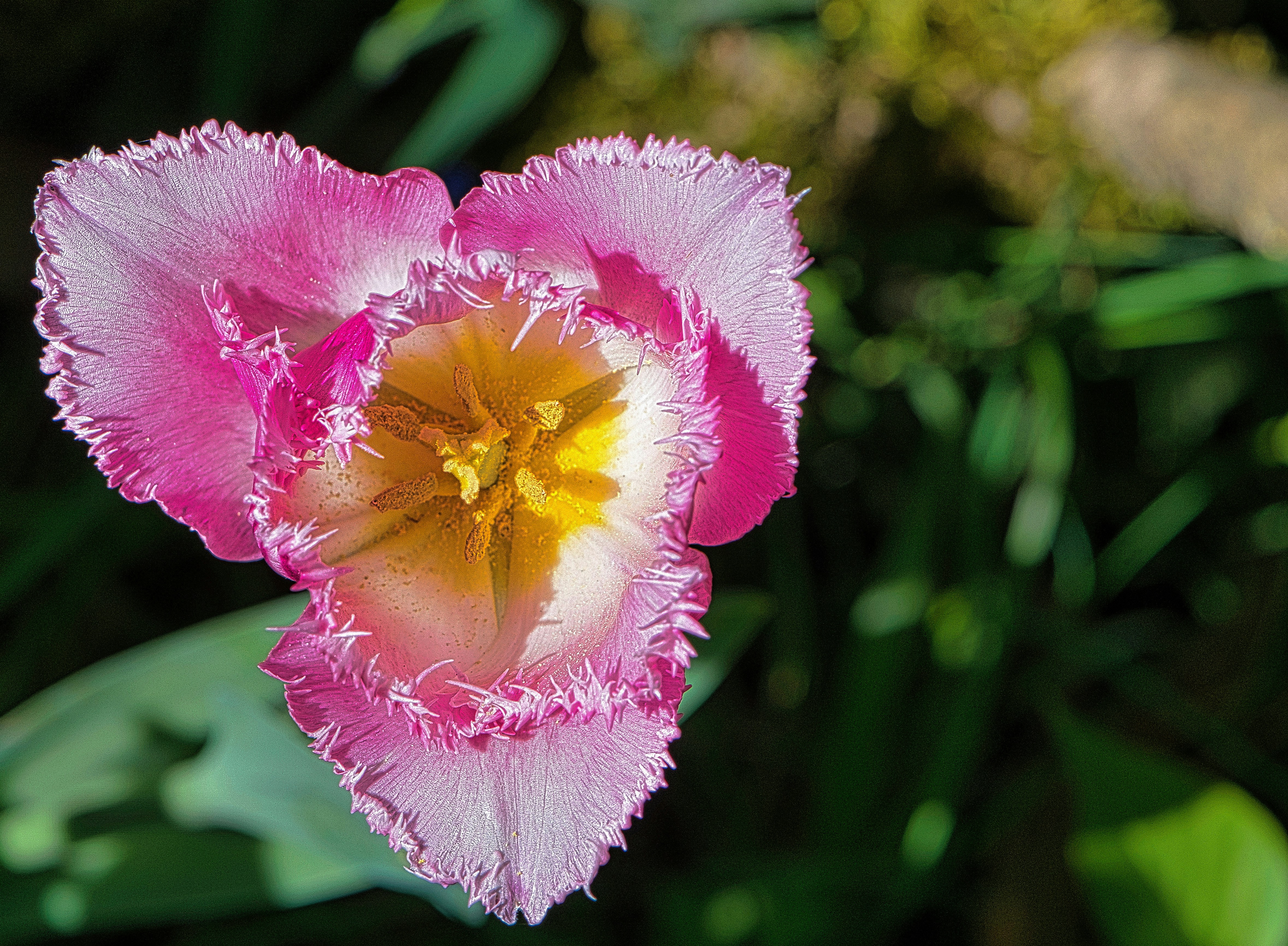 Frilled Pink Tulip with Golden Heart