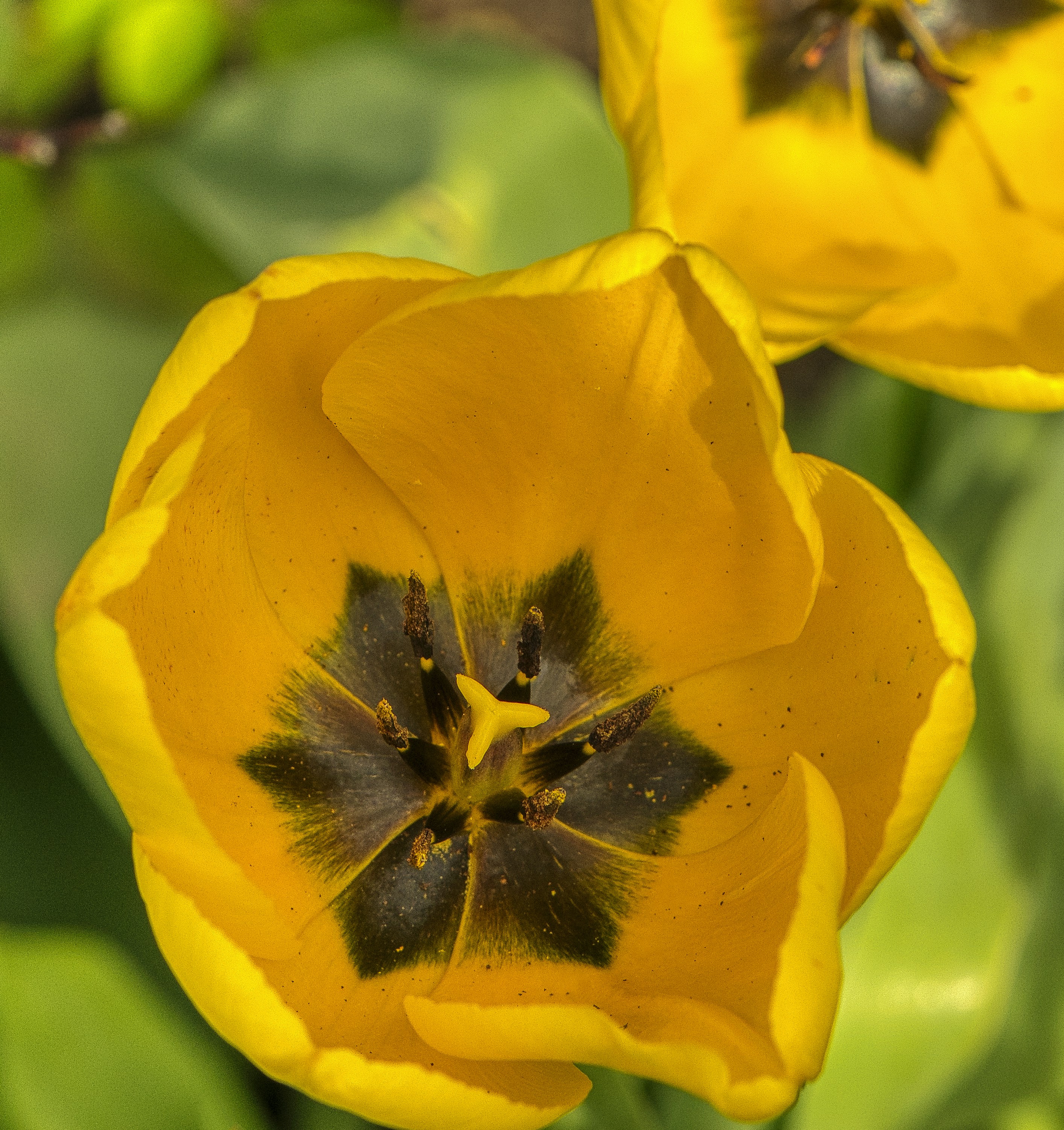 Golden Tulip Portrait: Hidden Star in a Velvet Cup