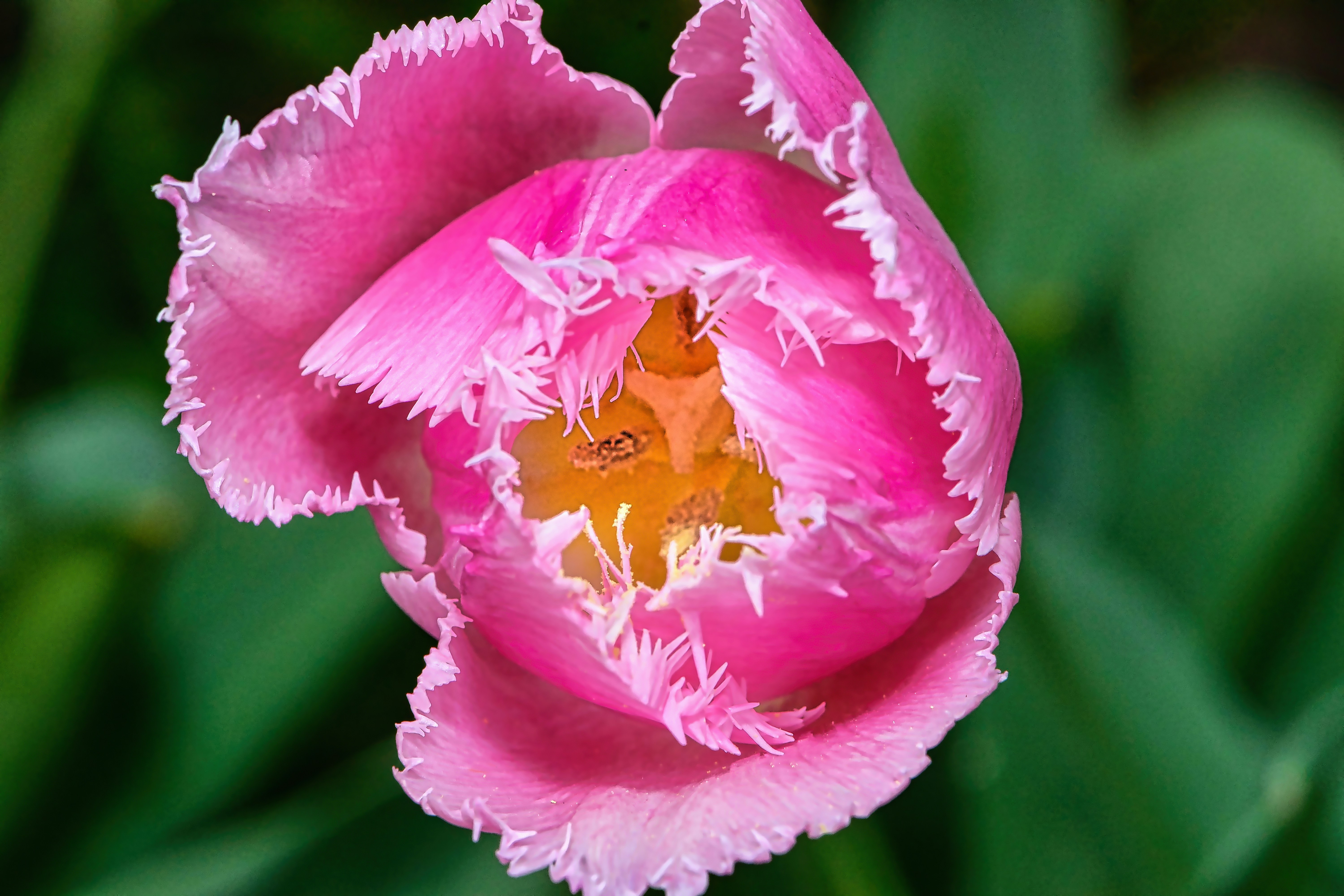 Fringed Pink Bloom: Center of Fragrance and Color