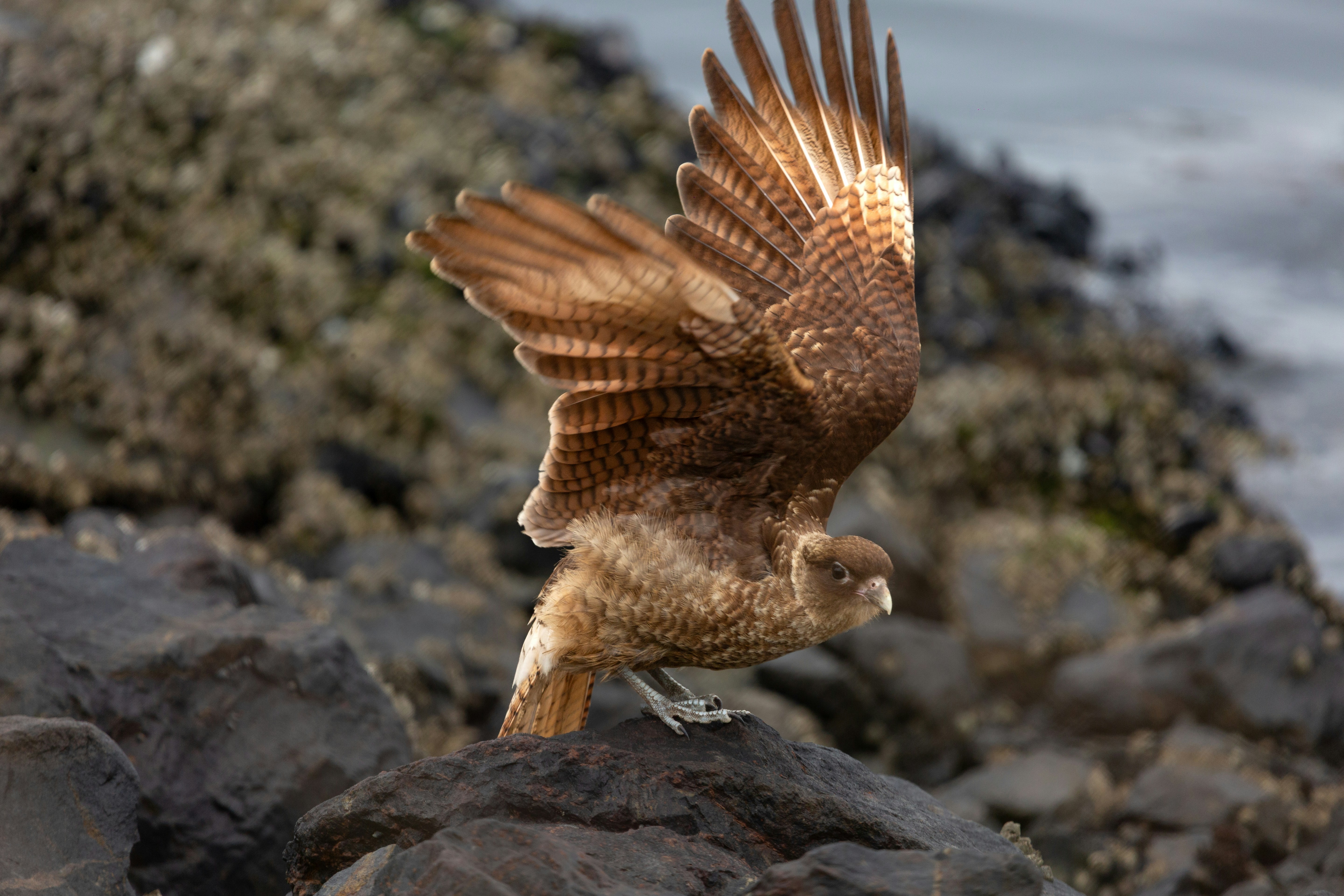 Hawk Emergence: A Coastal Rock Standoff with Outstretched Wings