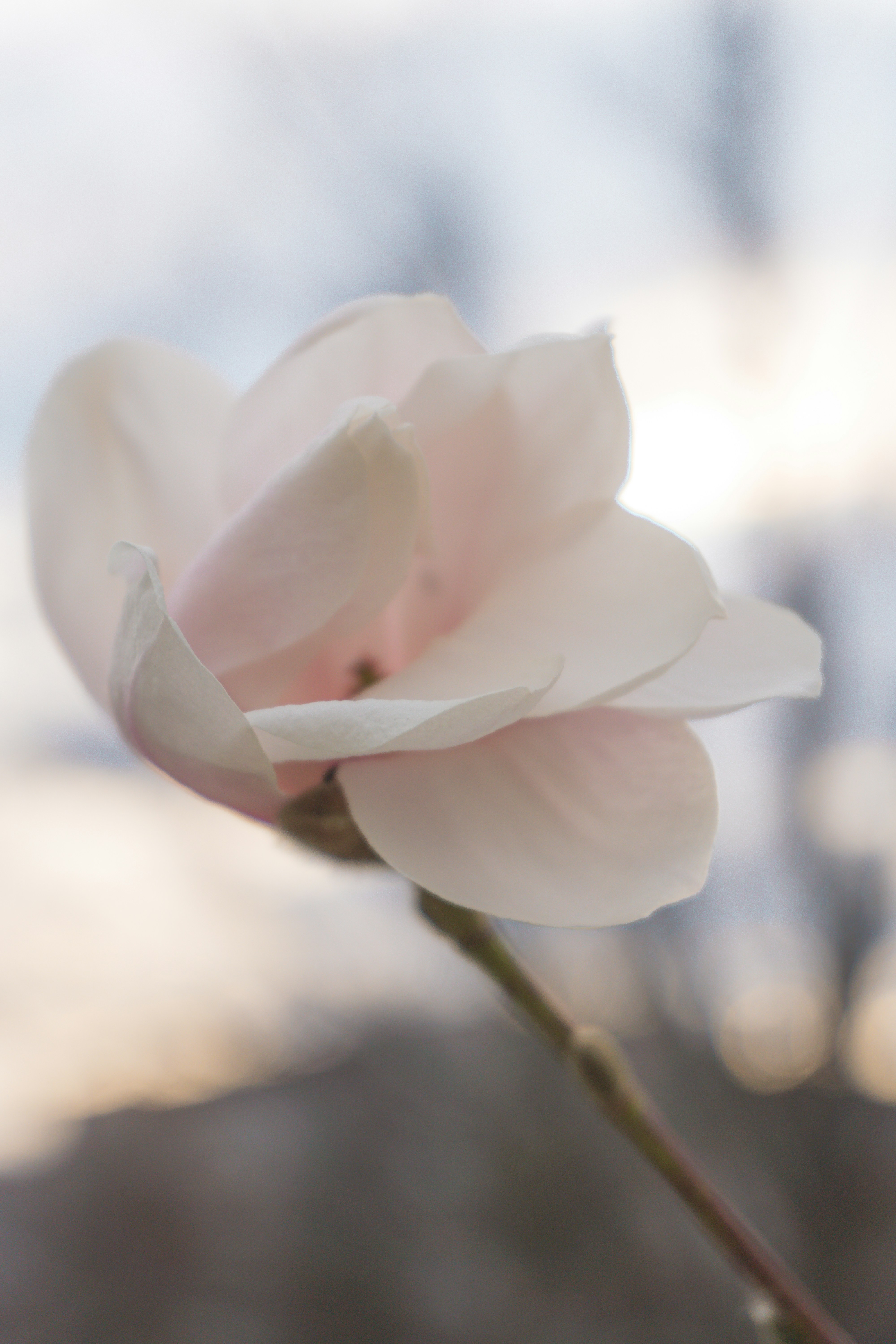 Soft Petals in Soft Light: A Delicate Magnolia in Focus