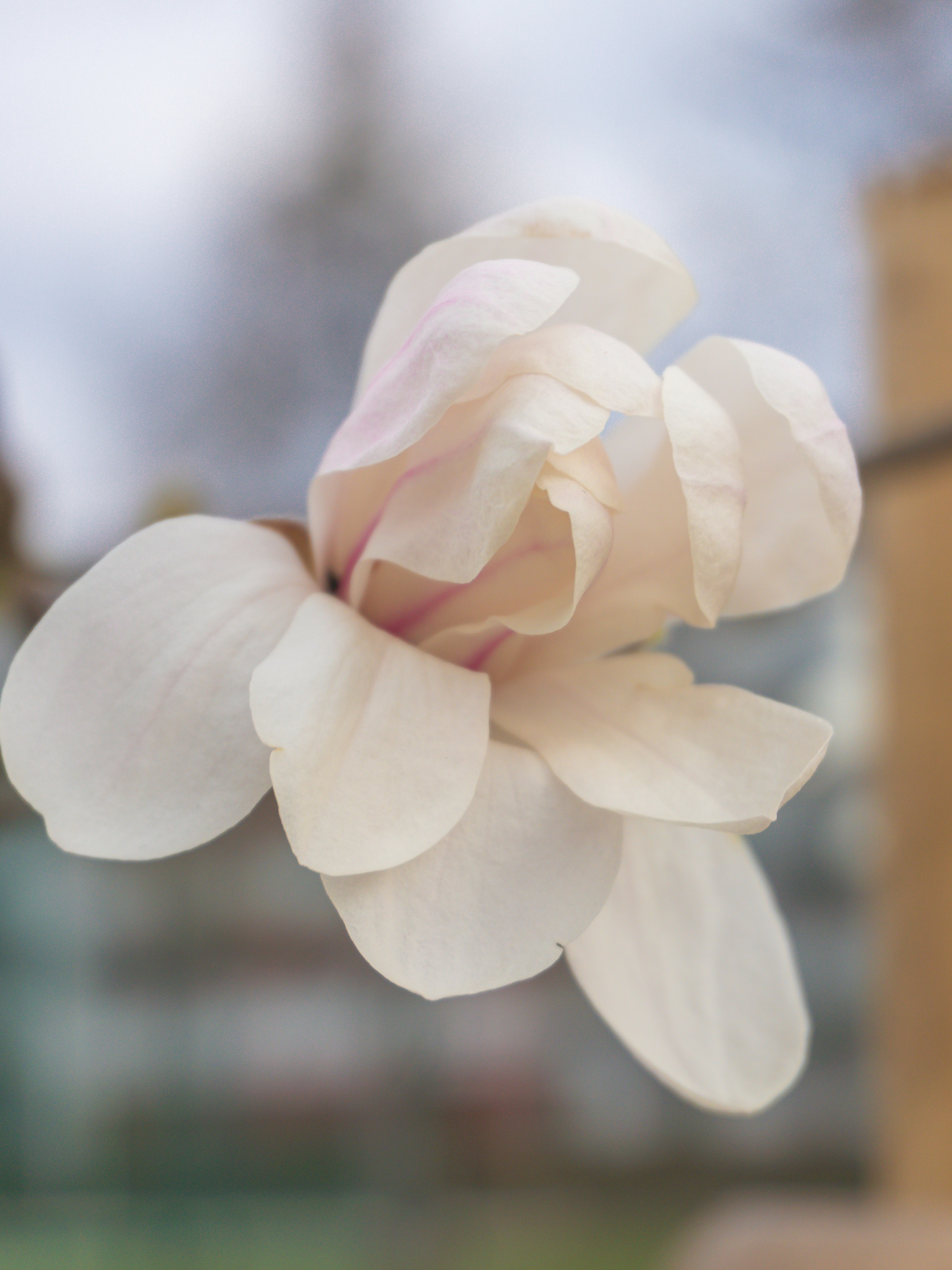 Soft Bloom: Close-up of a Pale Pink Garden Magnolia Petal