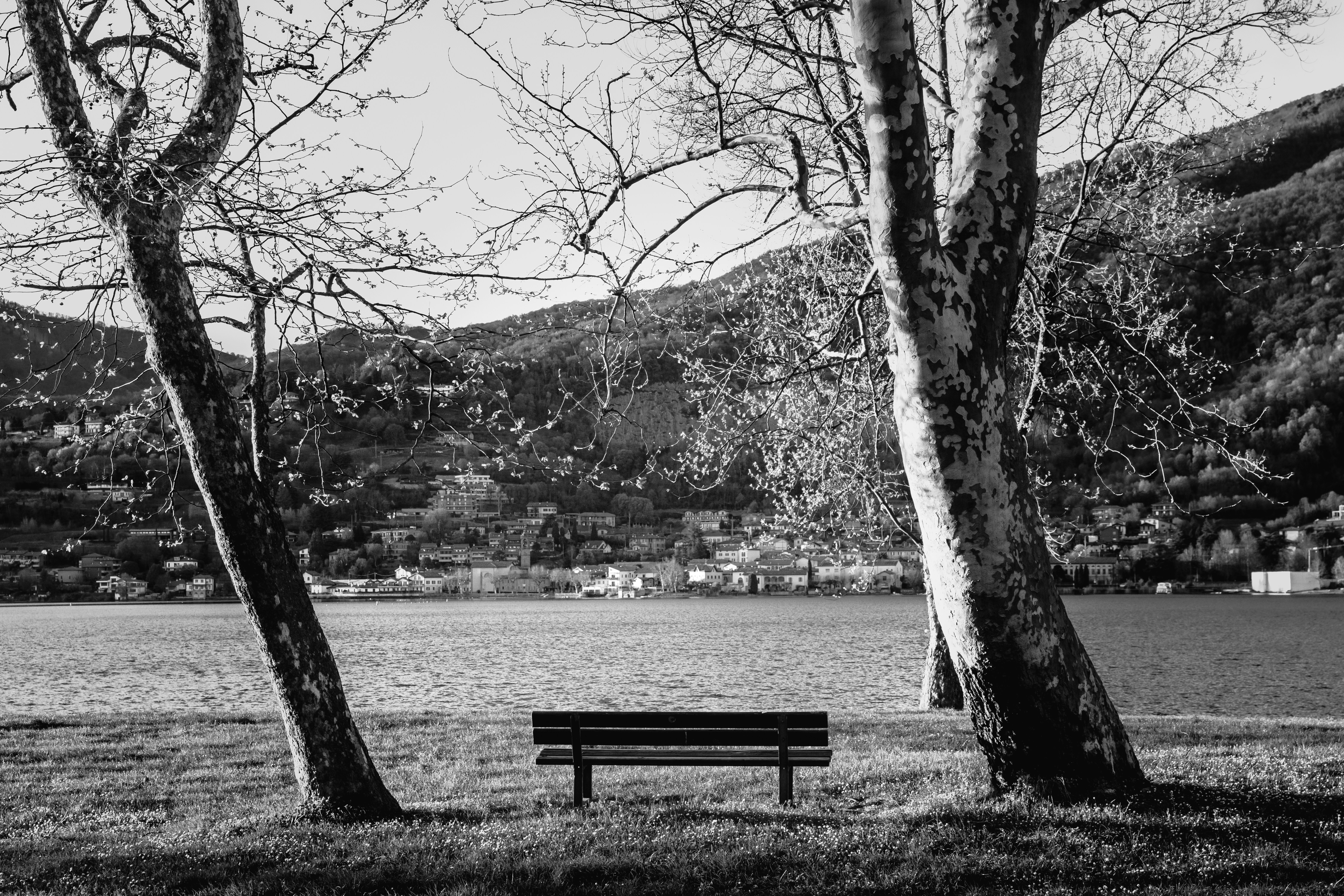 Lonely Bench Beneath Leafless Wisps by the Lake
