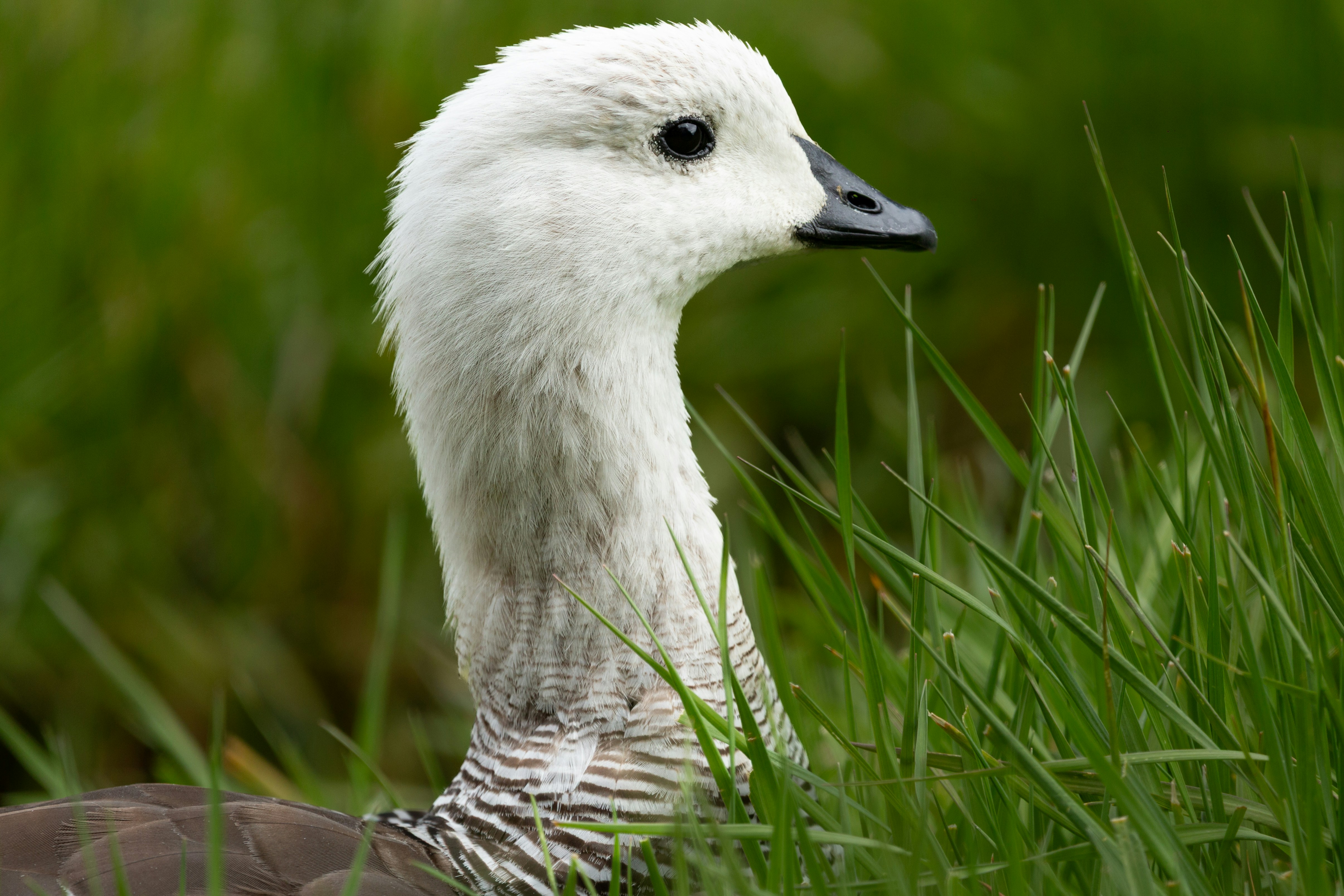 Headline of the Marsh: A White Goose in Sharp Focus Among Tall Grass