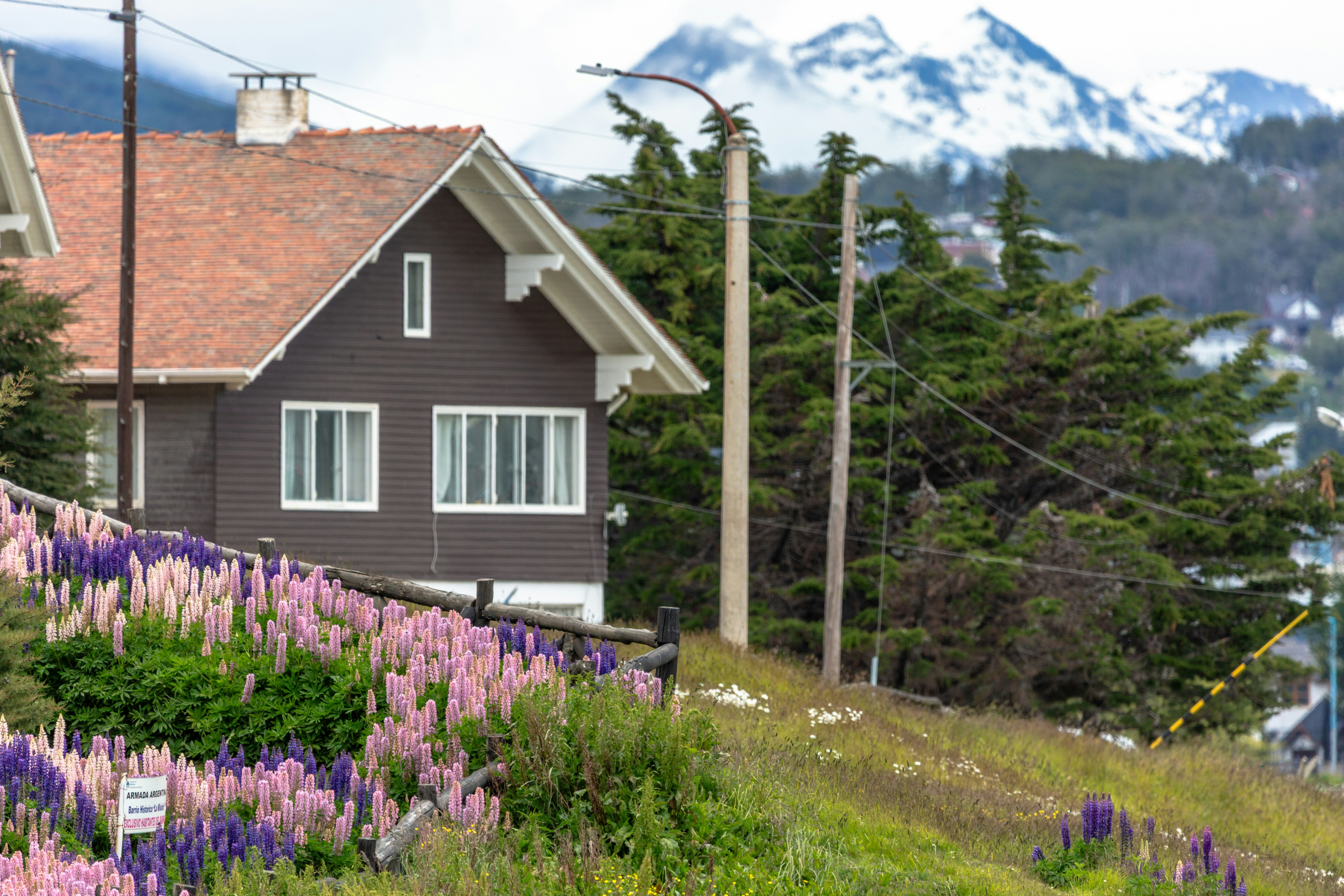 A Cottage Bordered by Purple Lupines Under Mountain Skies