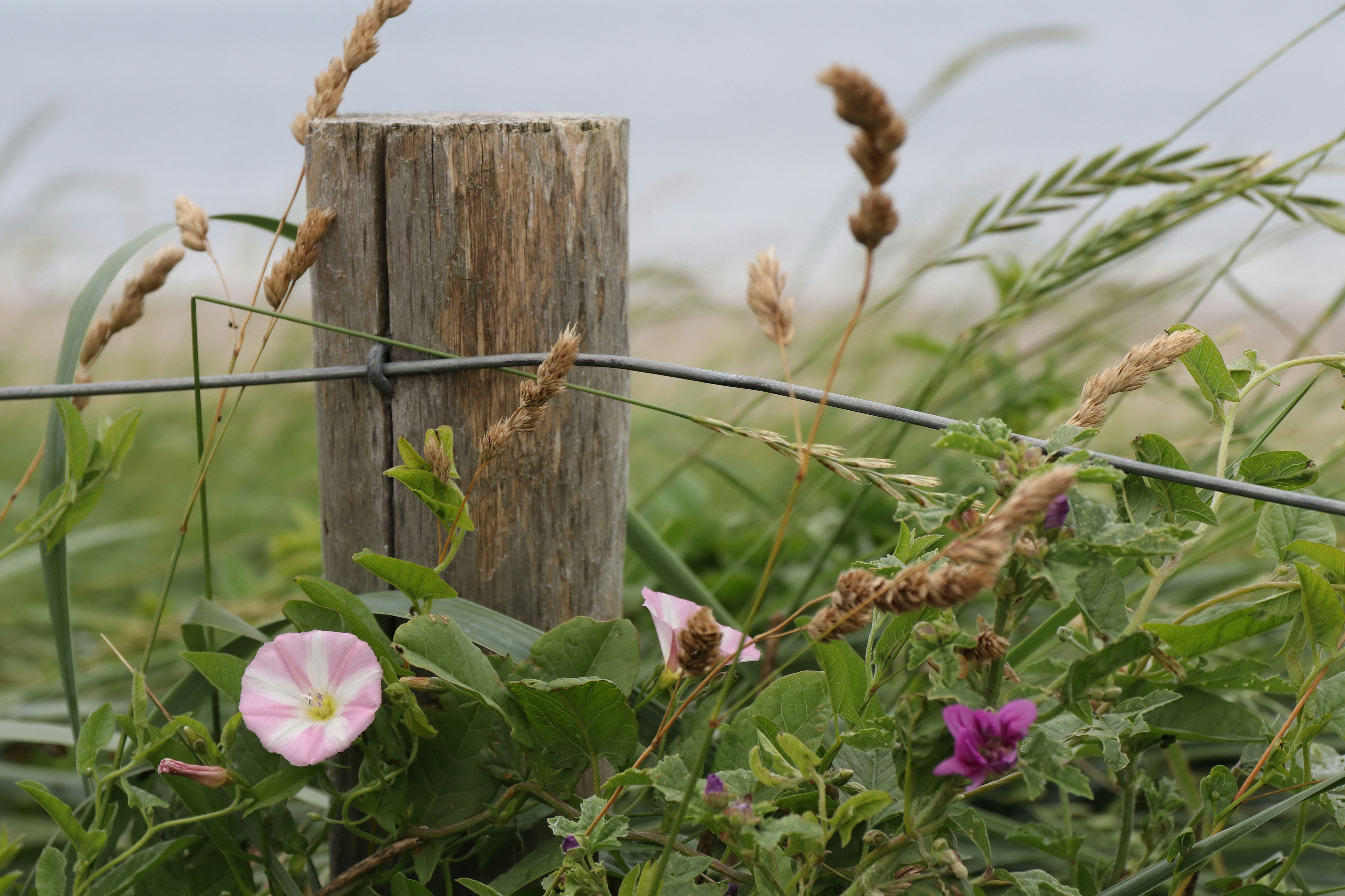 Weathered Post and Blooming Fencescape