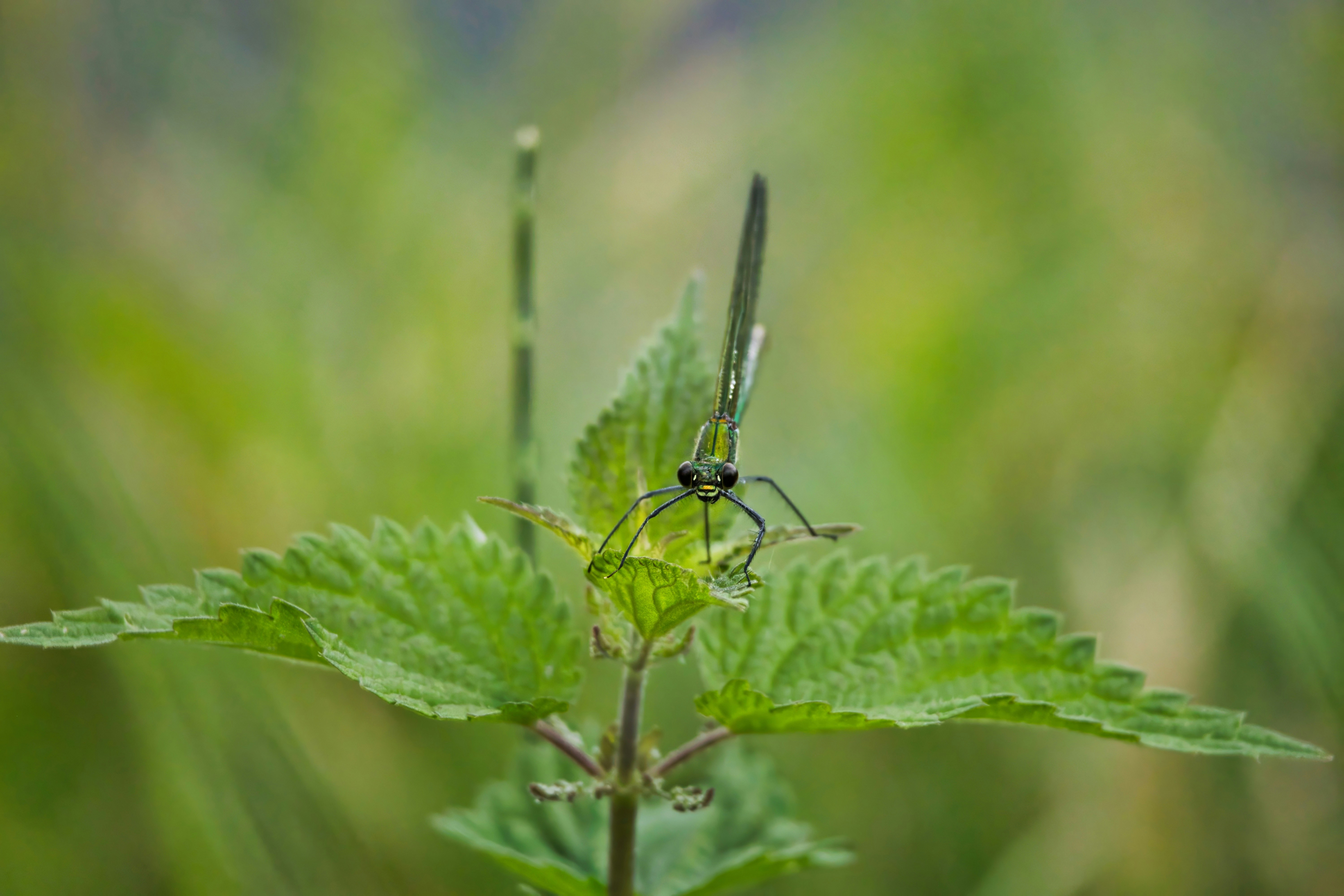 Dragonfly Sentinel on a Leaf