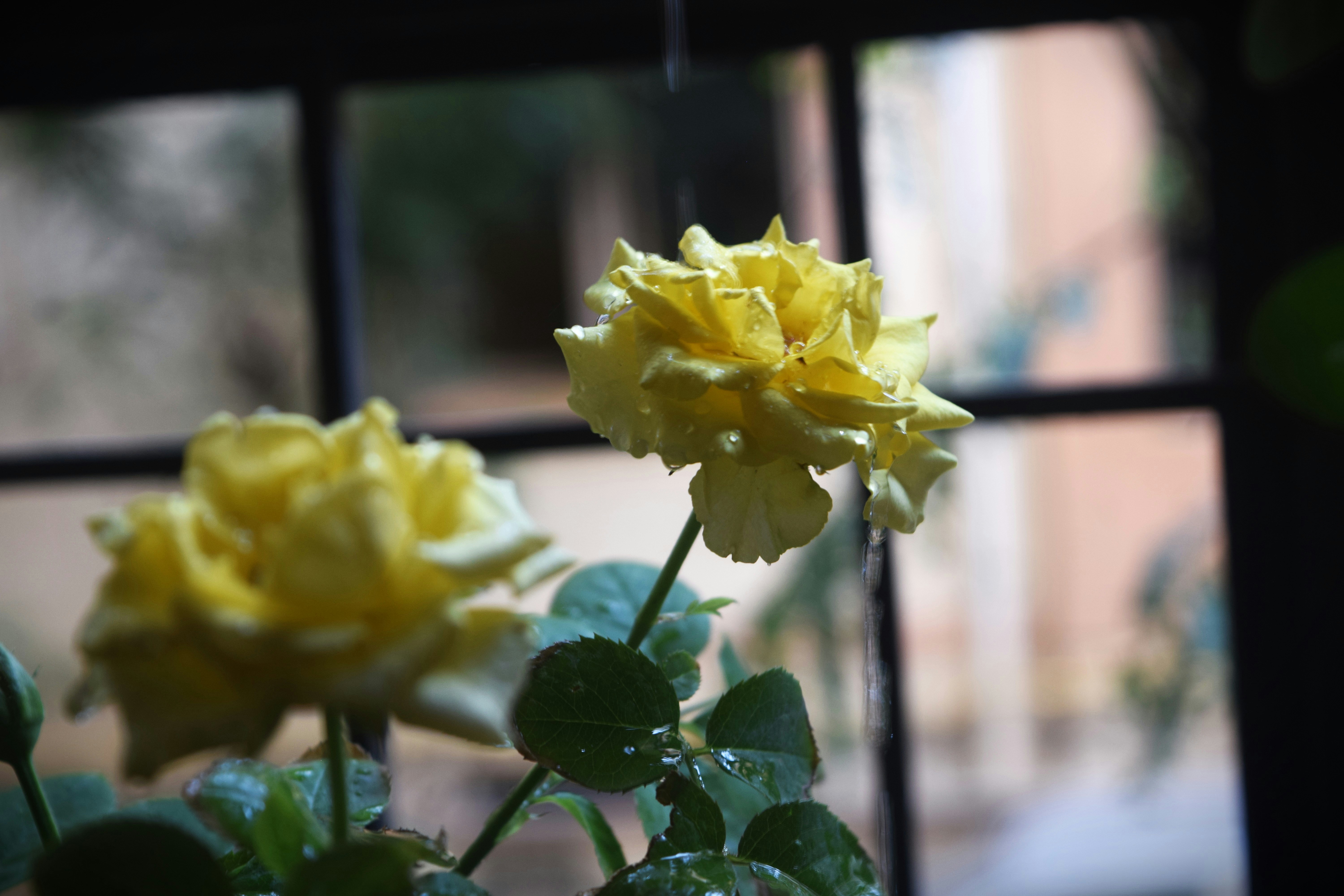 Sunlit Yellow Roses Framed by a Window Grid