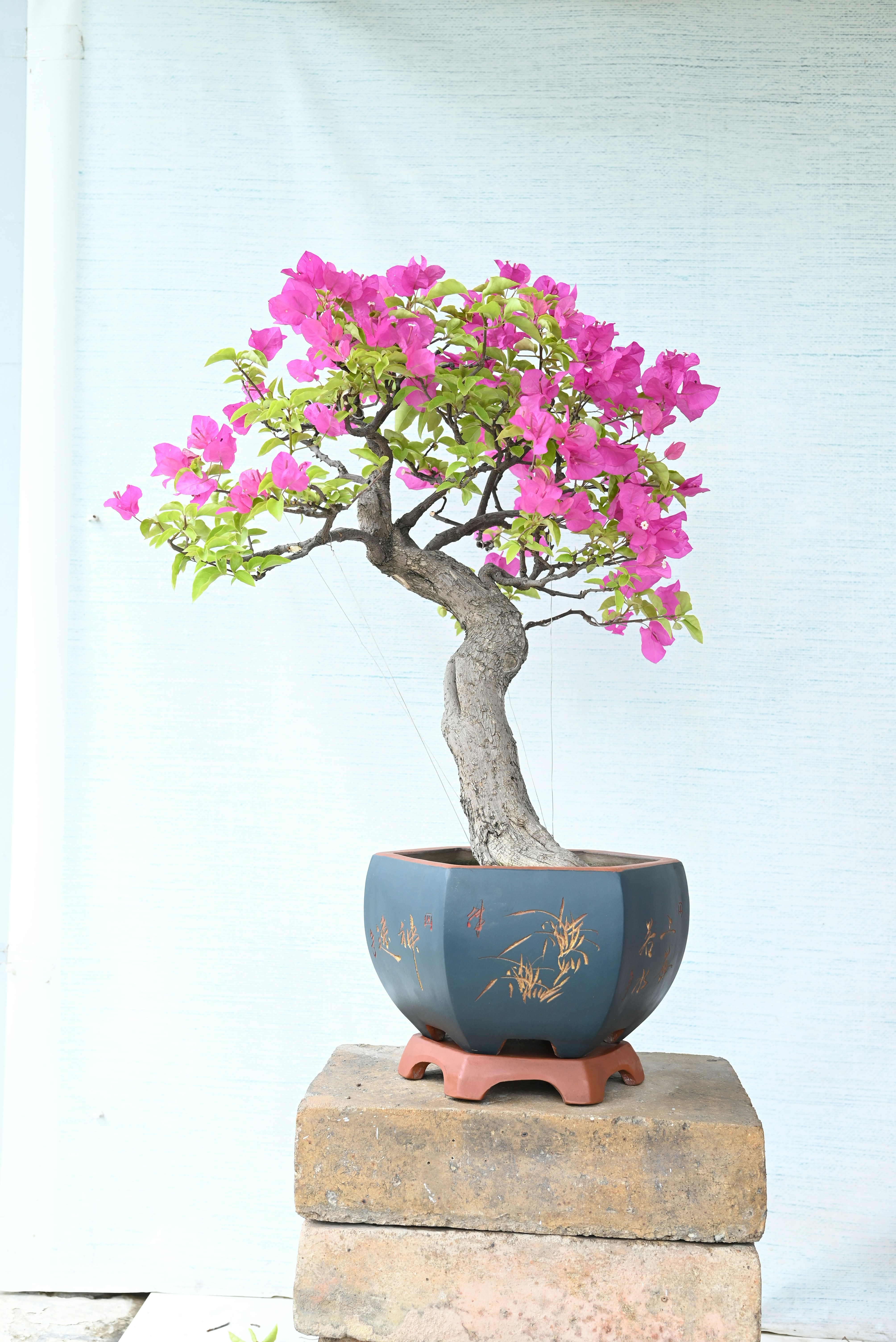 Bonsai in Bloom: A Pink-Flowered Trunk against a Pale Wall
