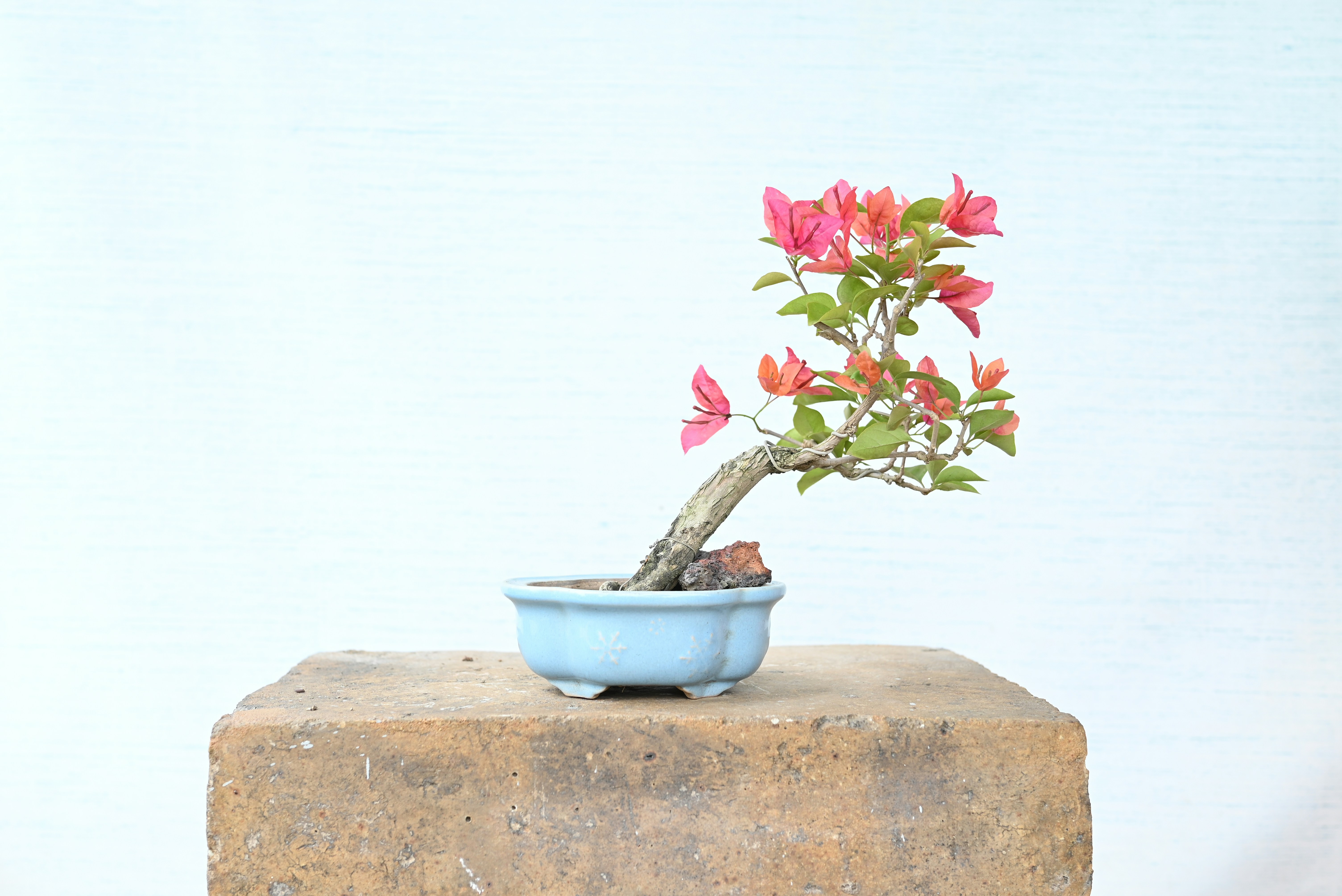 Bonsai in Blue: A Tiny Florentine on a Brick Plinth