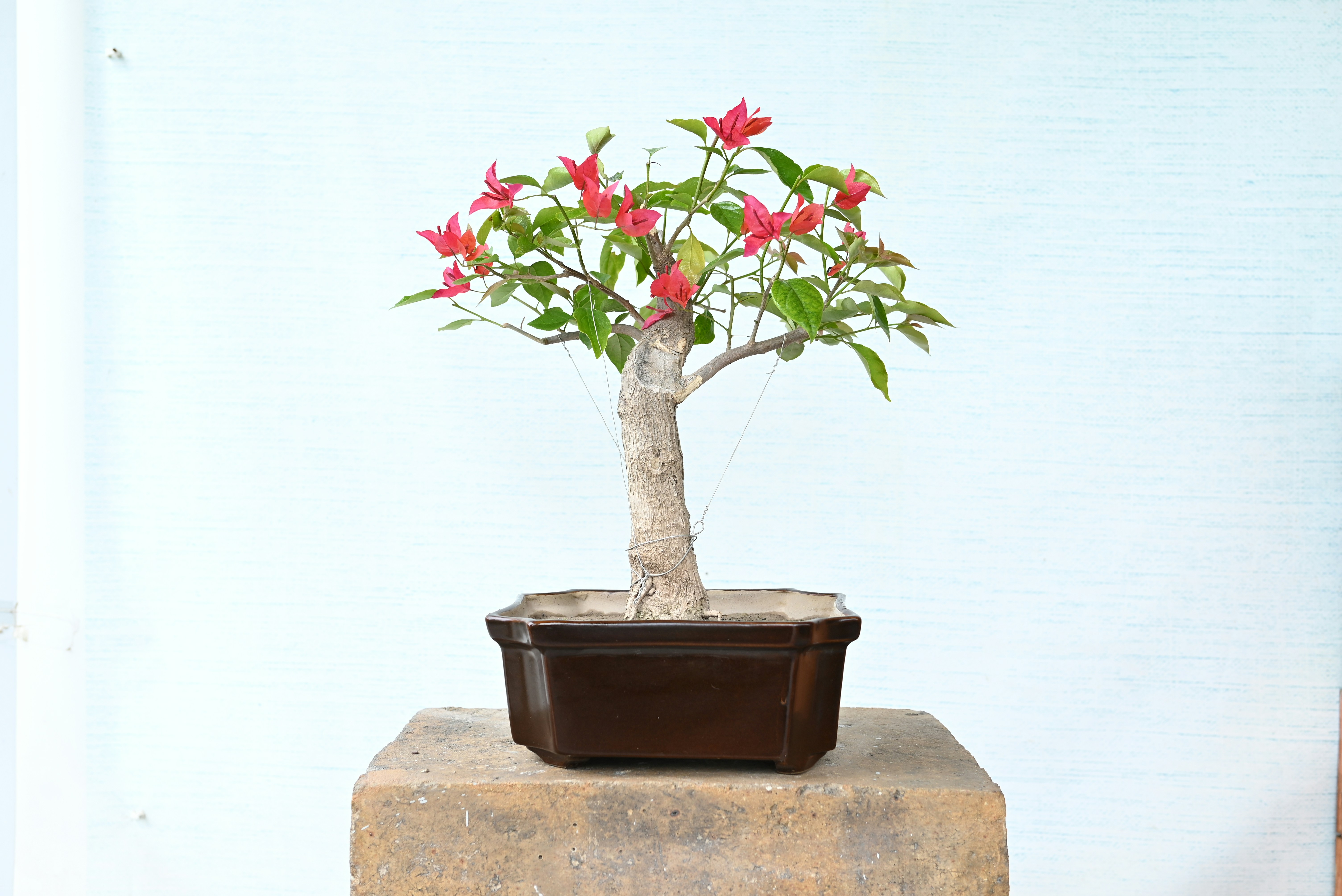 Miniature Bonsai on a Concrete Pedestal: Red Flowers, Quiet Spotlight