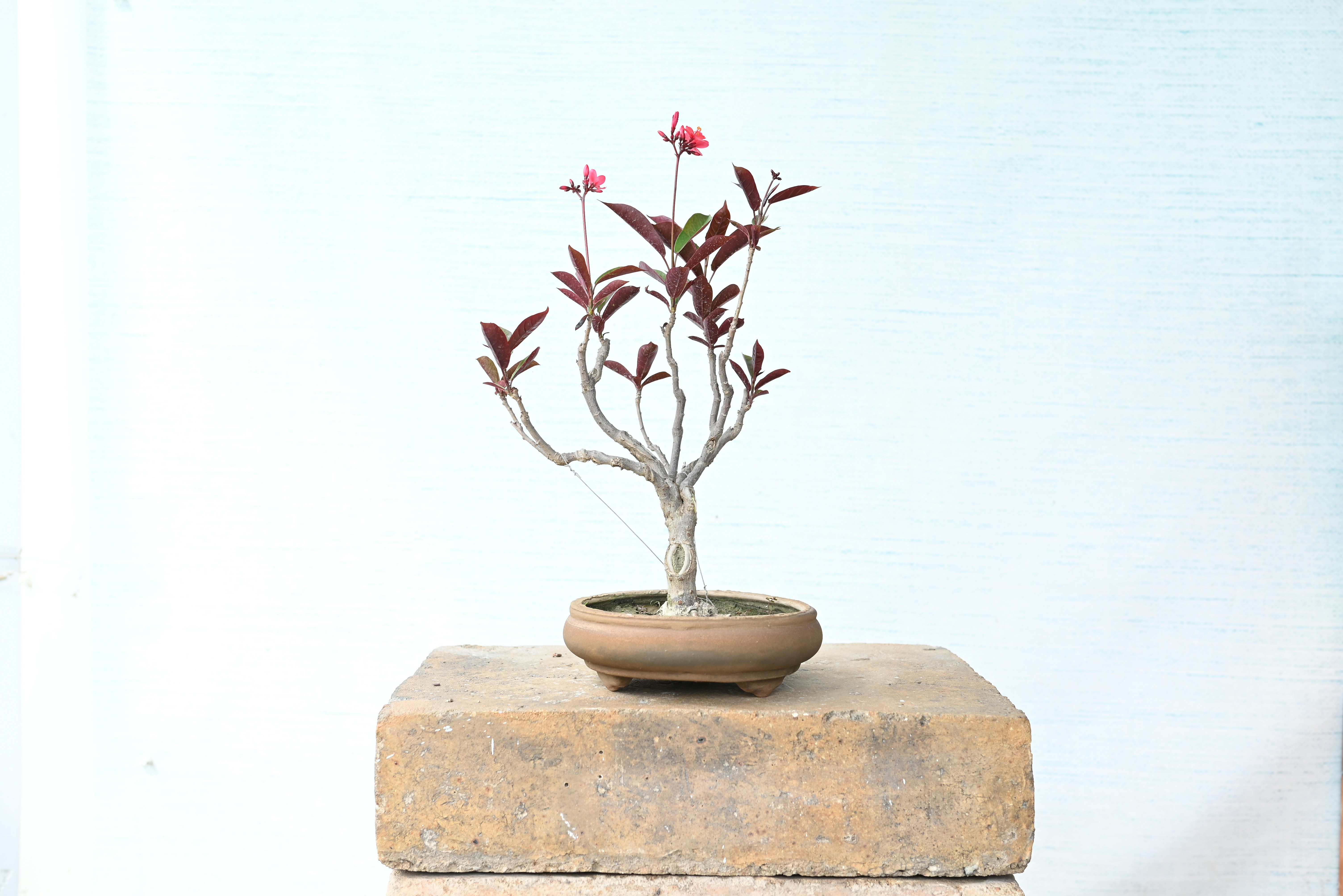 Minimal Bonsai on a Brick Pedestal under Soft Studio Light