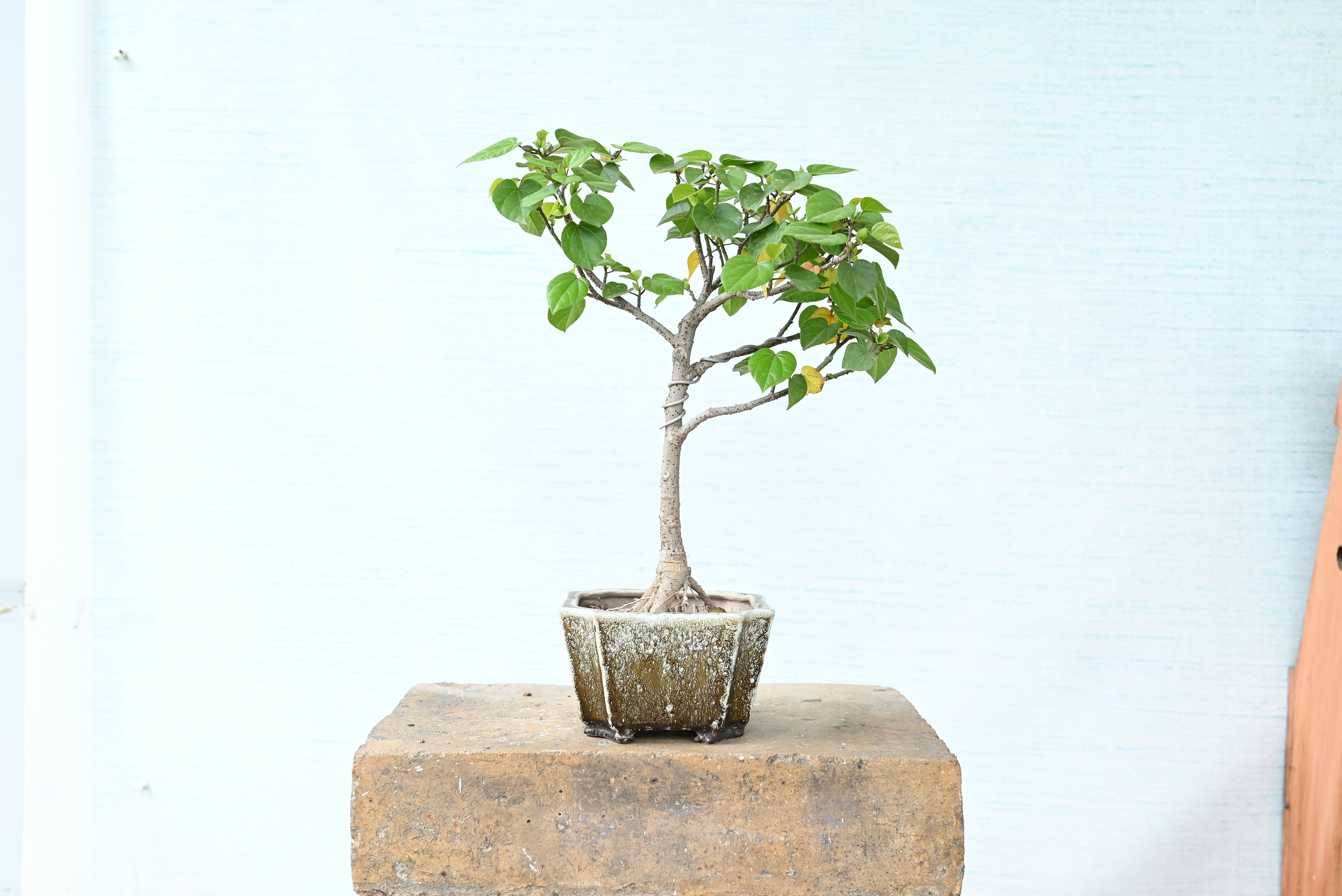 Potted Bonsai on a Weathered Block