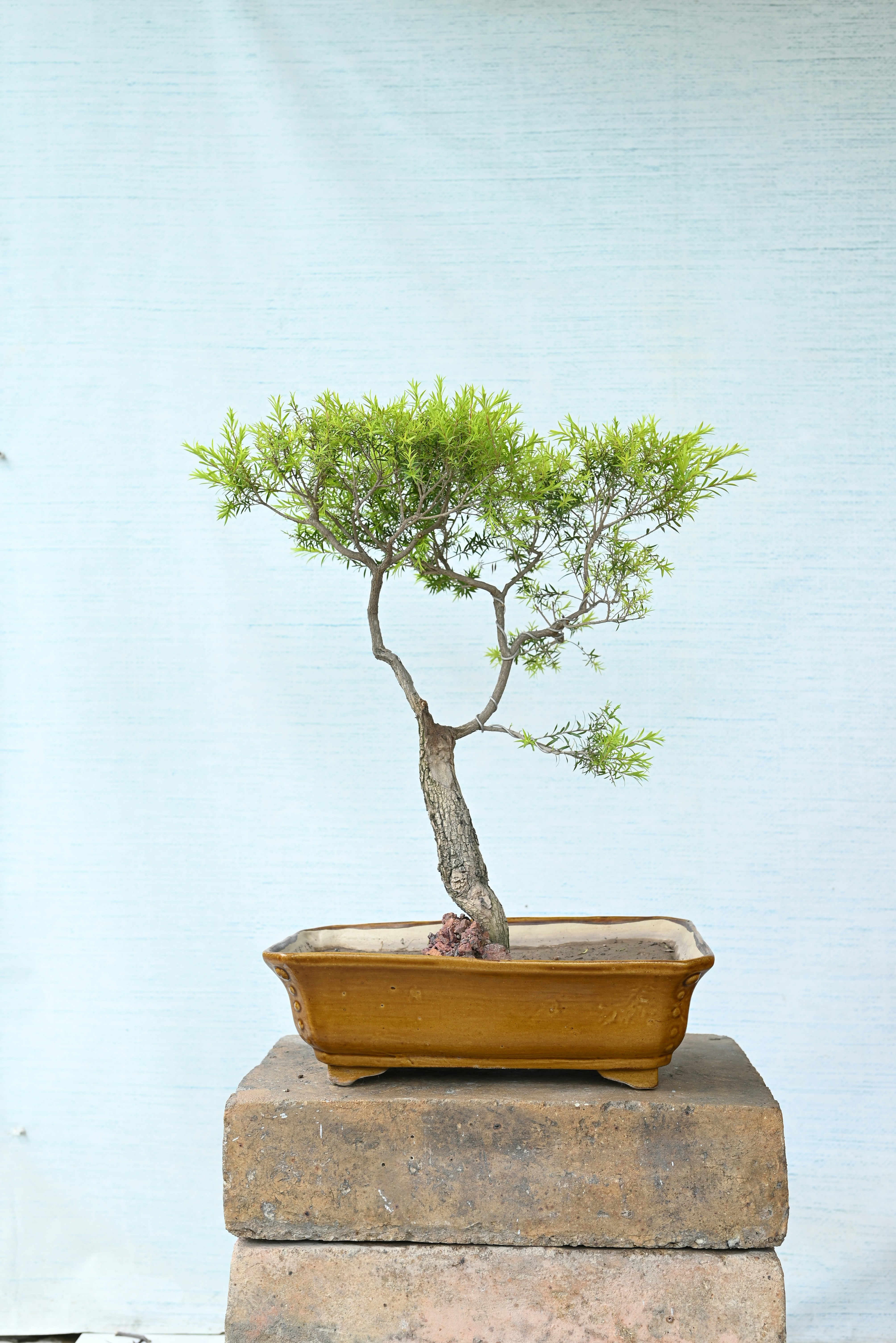 Bonsai on a Brick Pedestal: Quiet Resilience Against a Pale Wash