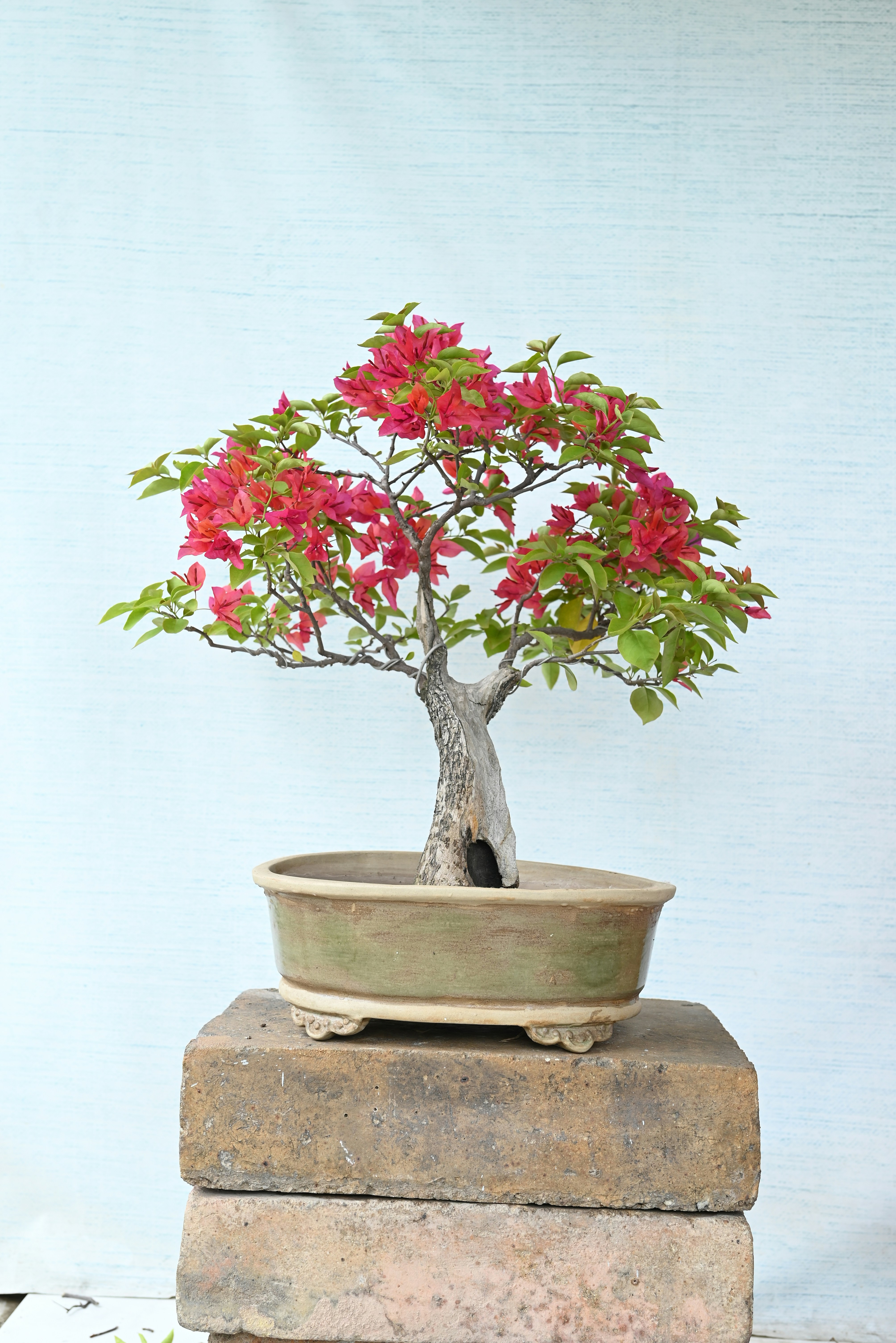 Bougainvillea Bonsai on a Piedra Pedestal