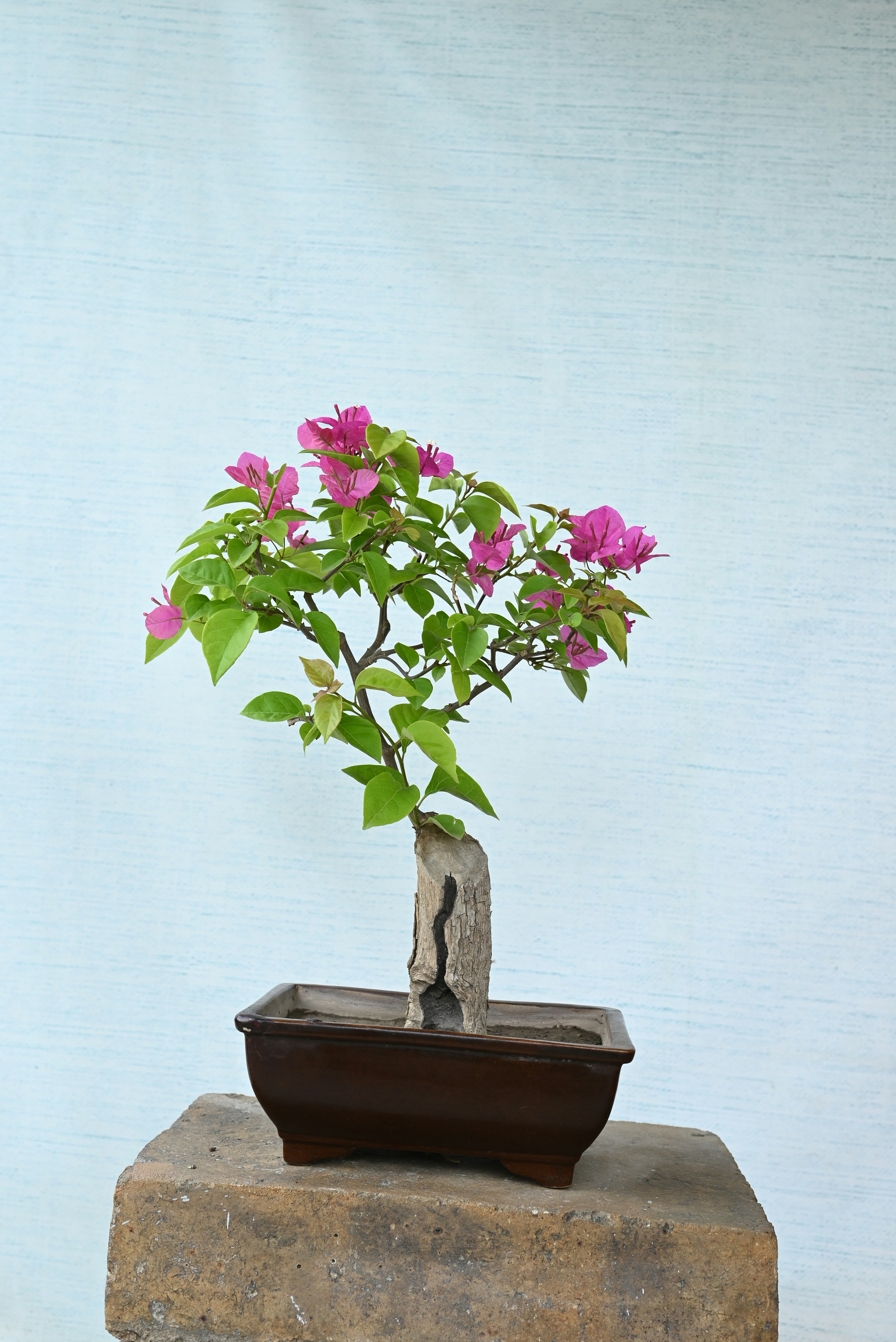 Bonsai Bougainvillea on a Weathered Pedestal