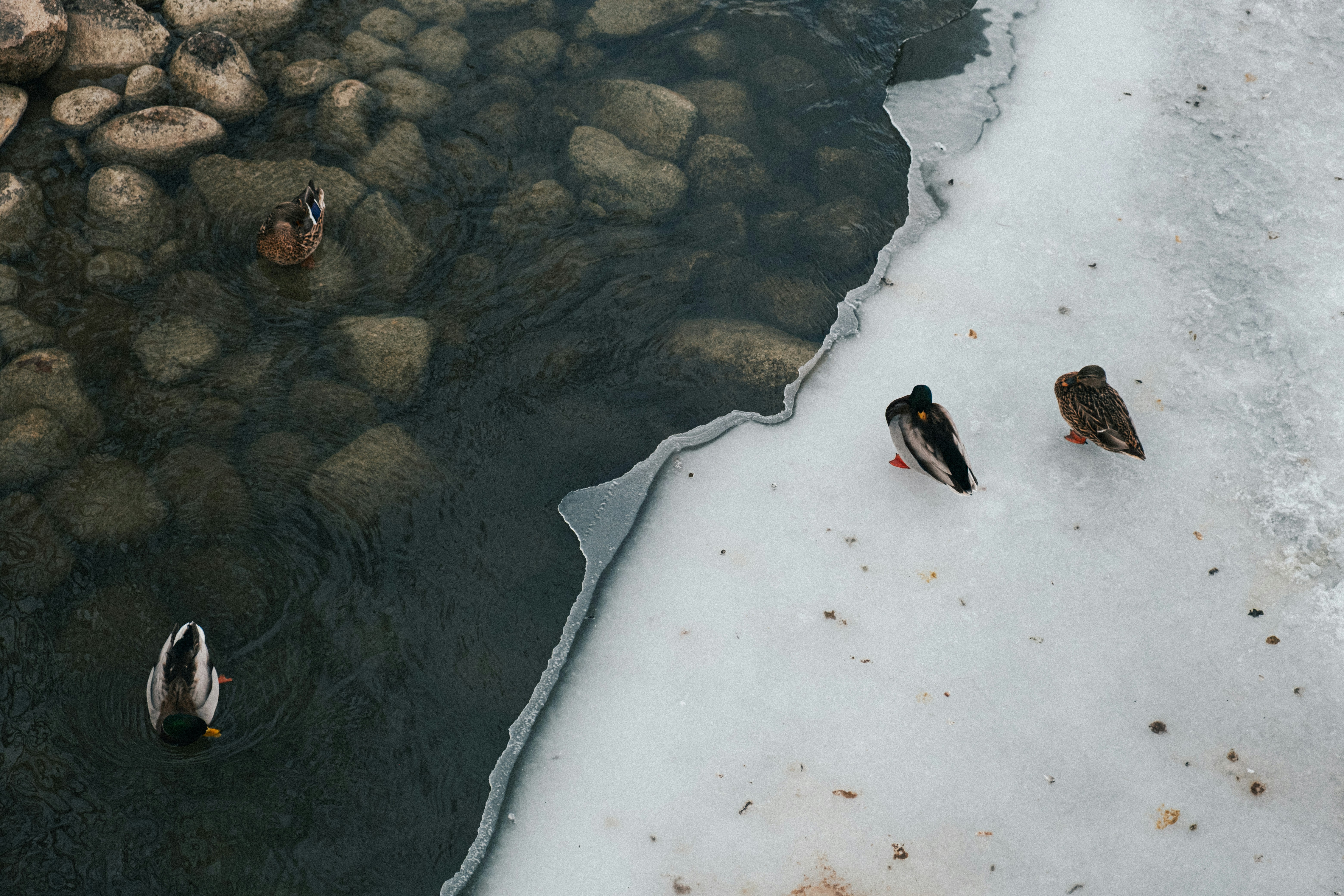 Ice-edge Retreat: Penguins on the Boundary Between Water and Snow