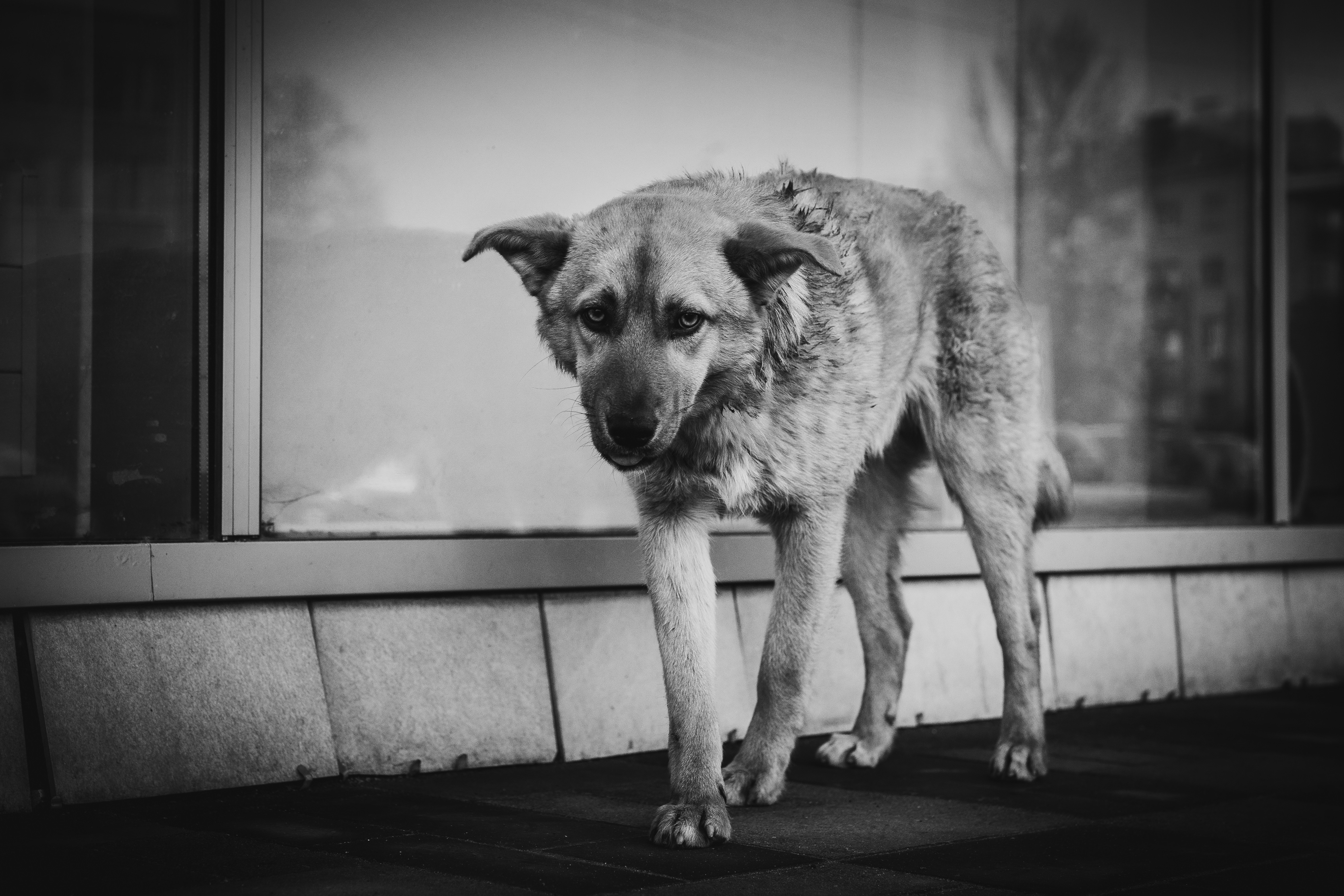 Lonely canine on a glassy street edge