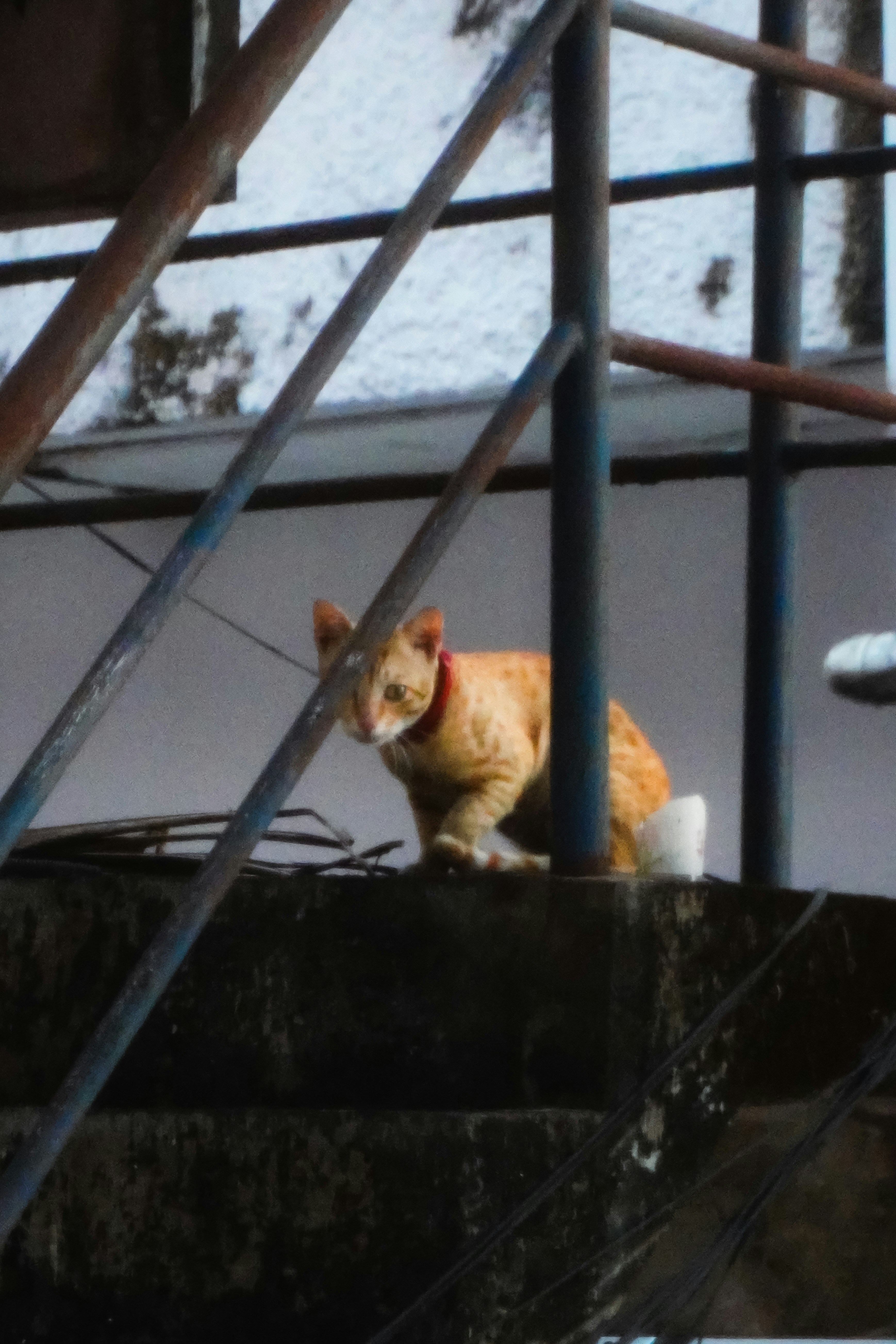 Orange Cat On a Rooftop Stare