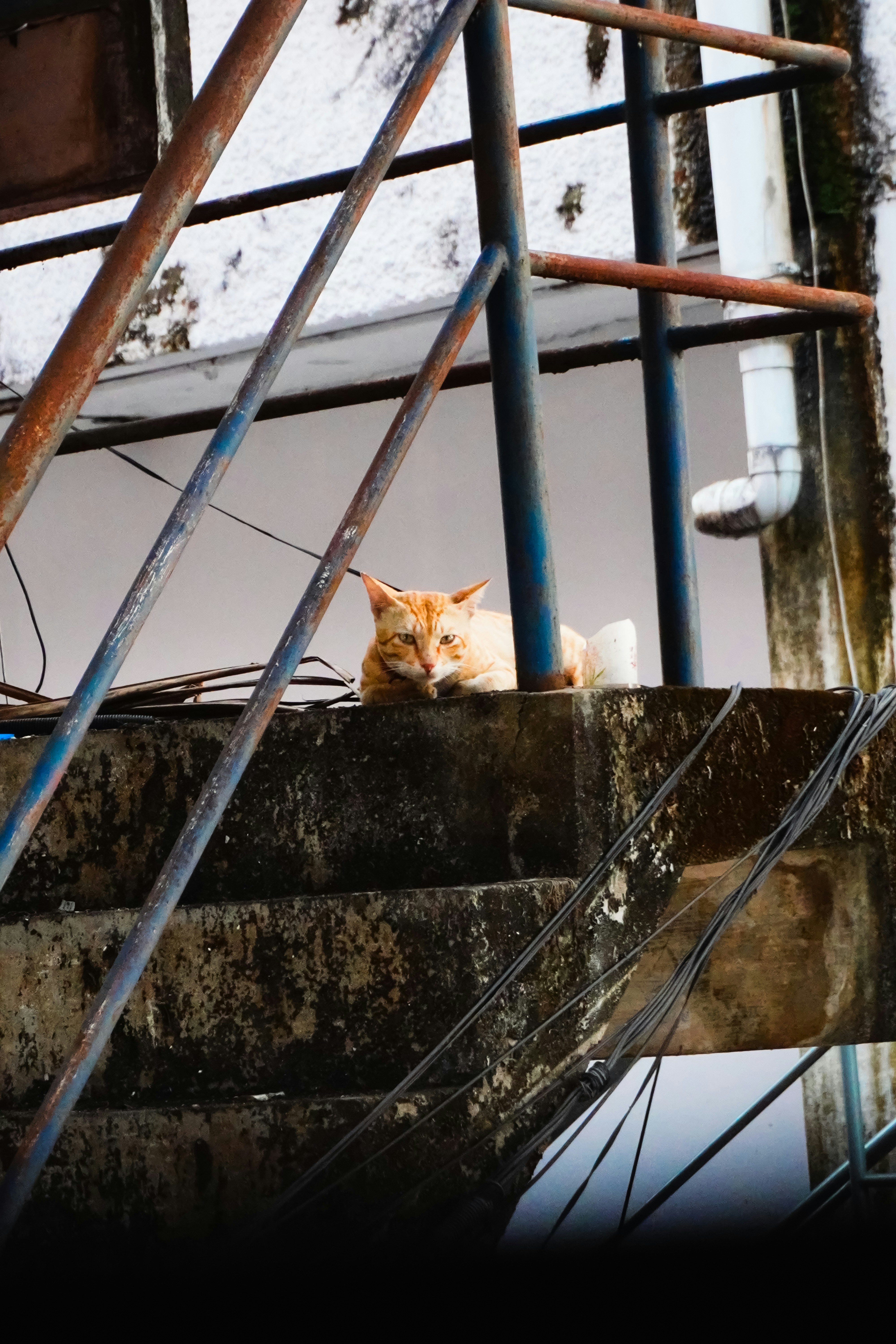 Orange Cat Peering Over a Mossy Concrete Barrier in an Industrial Stairwell