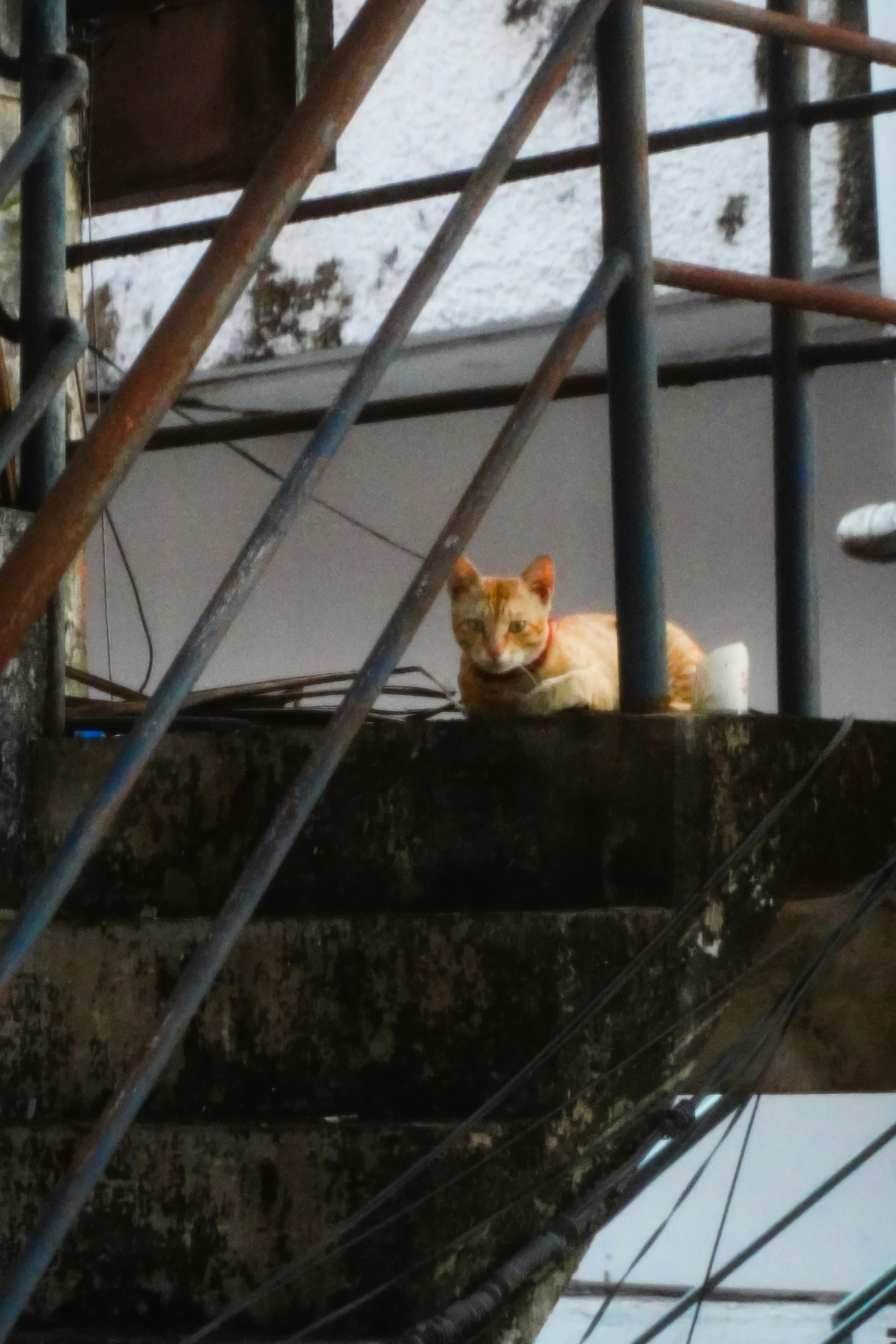Cat on the Concrete Edge: Quiet Watcher Above the Alley