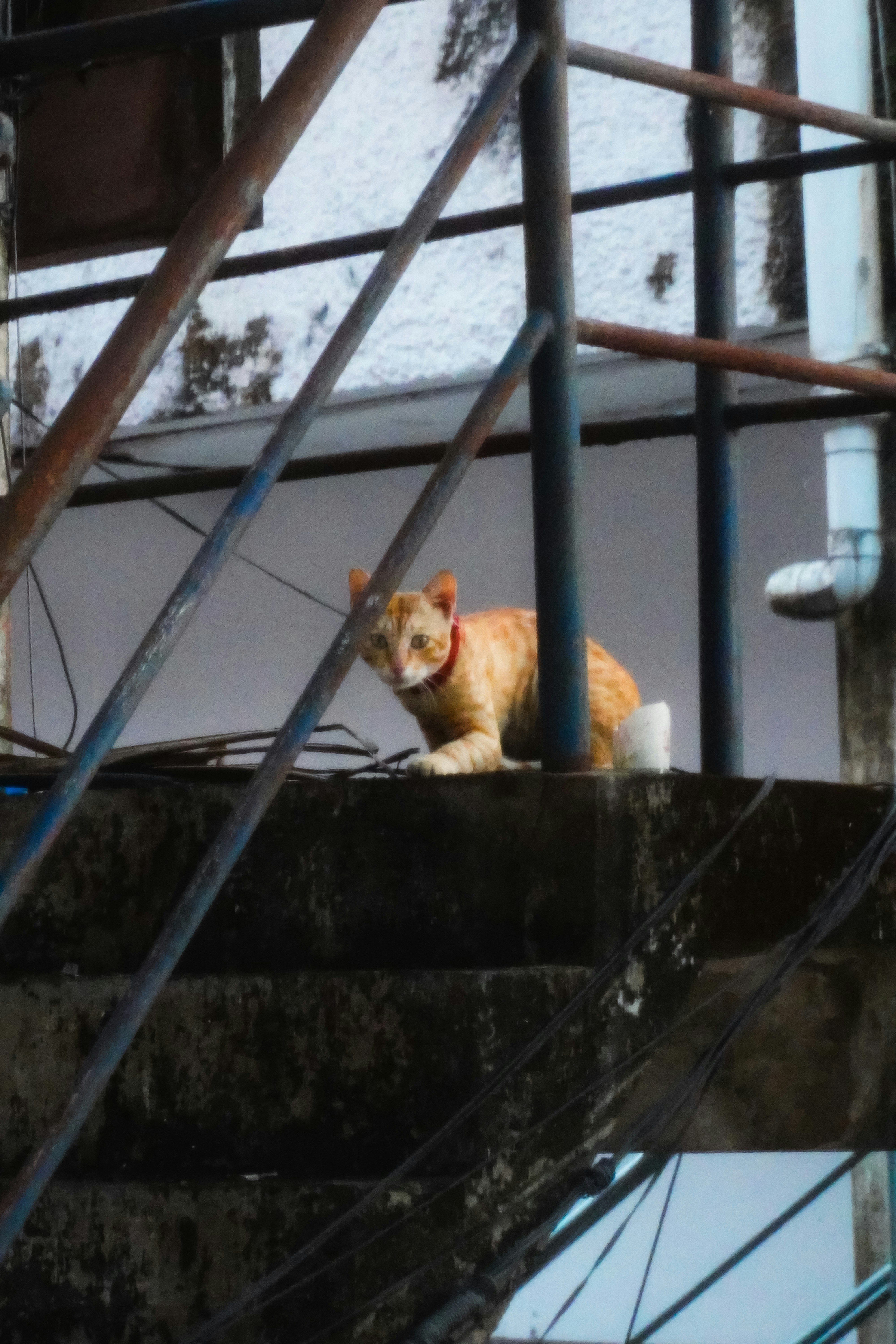 Orange cat on weathered stairs amid urban scaffolding