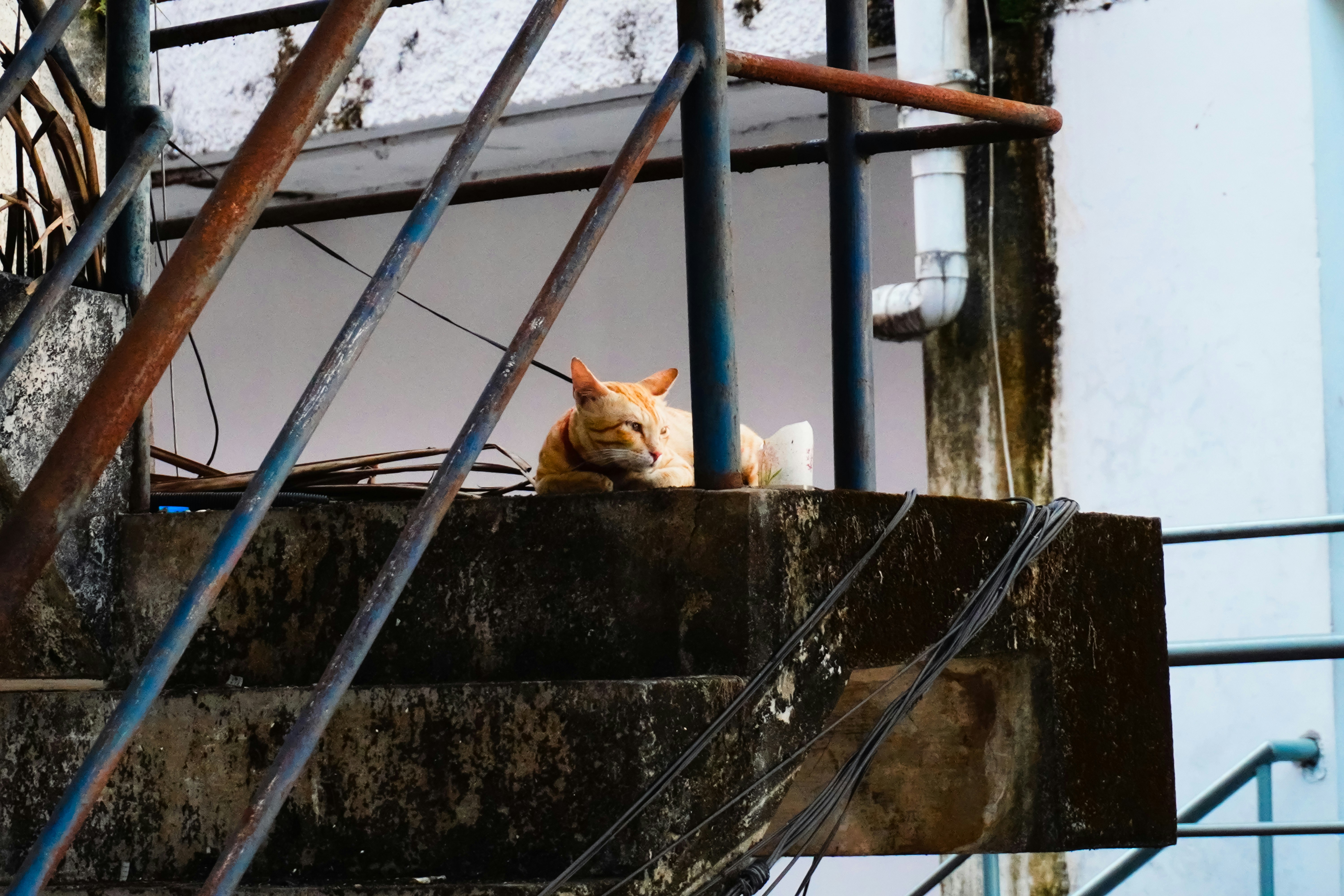 Sunlit Feline on a Weathered Balcony