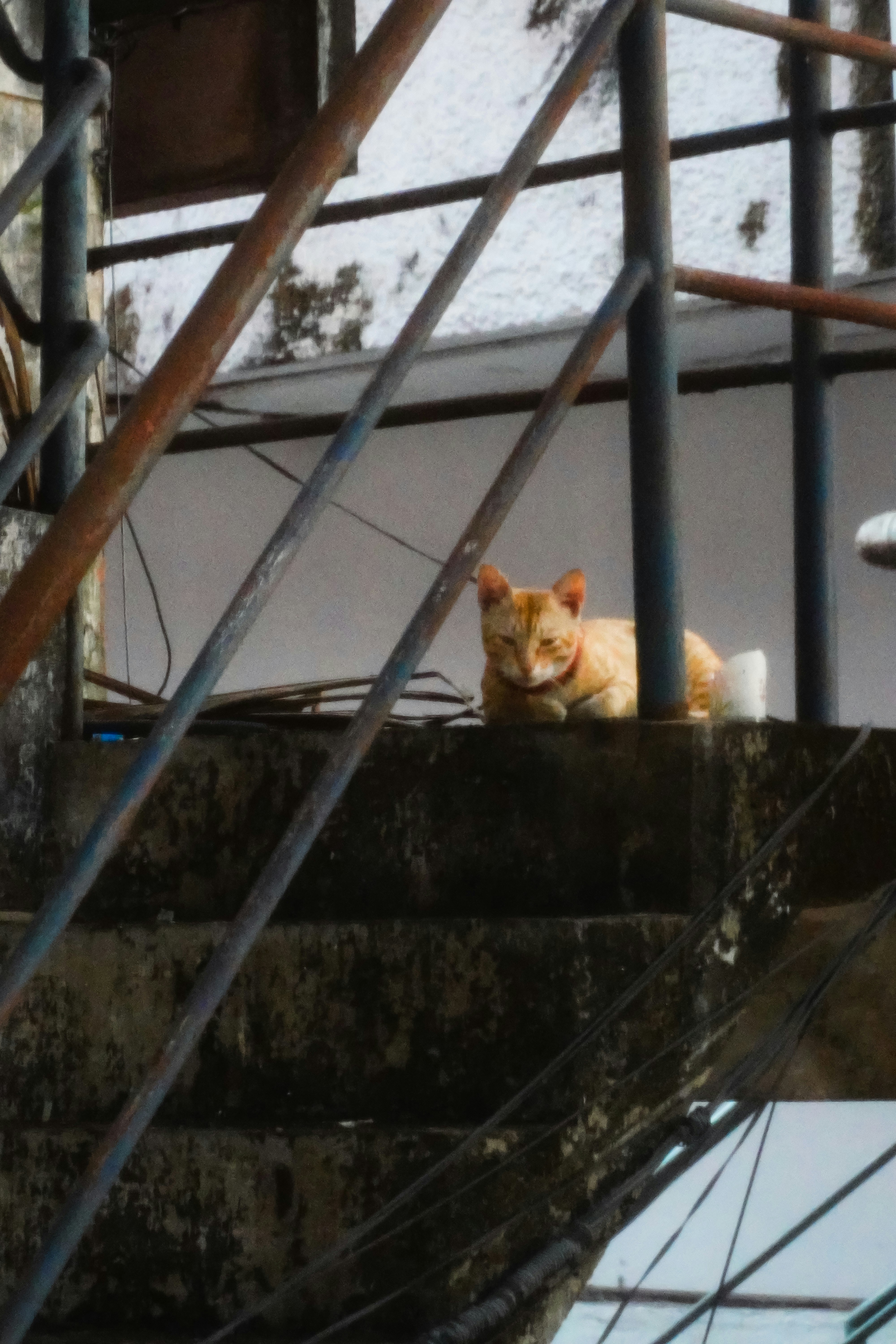 Cat on a Weathered Balcony: Quiet Gaze Between Metal Beams