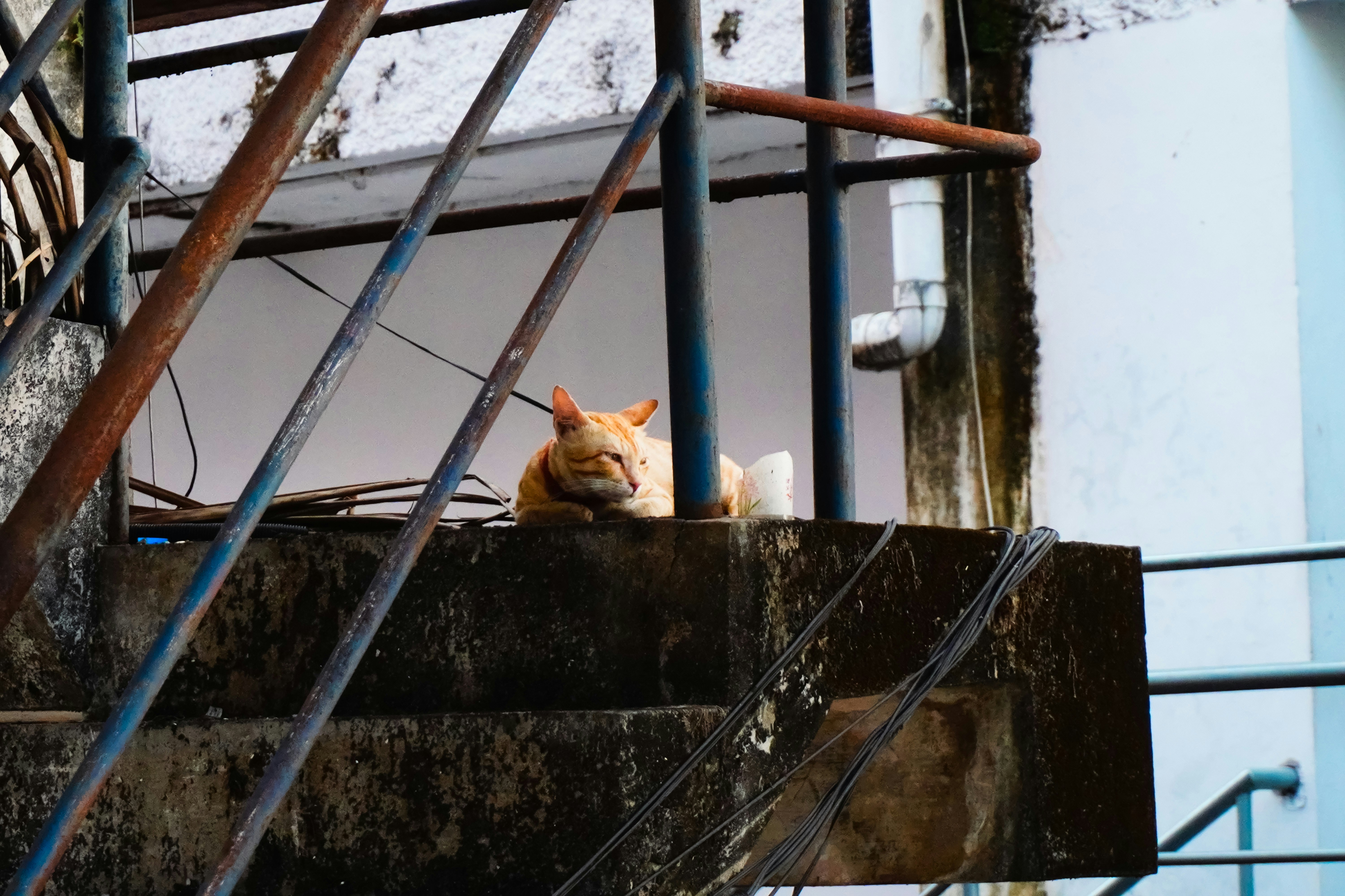 Sunny orange cat peering over a mossy balcony edge