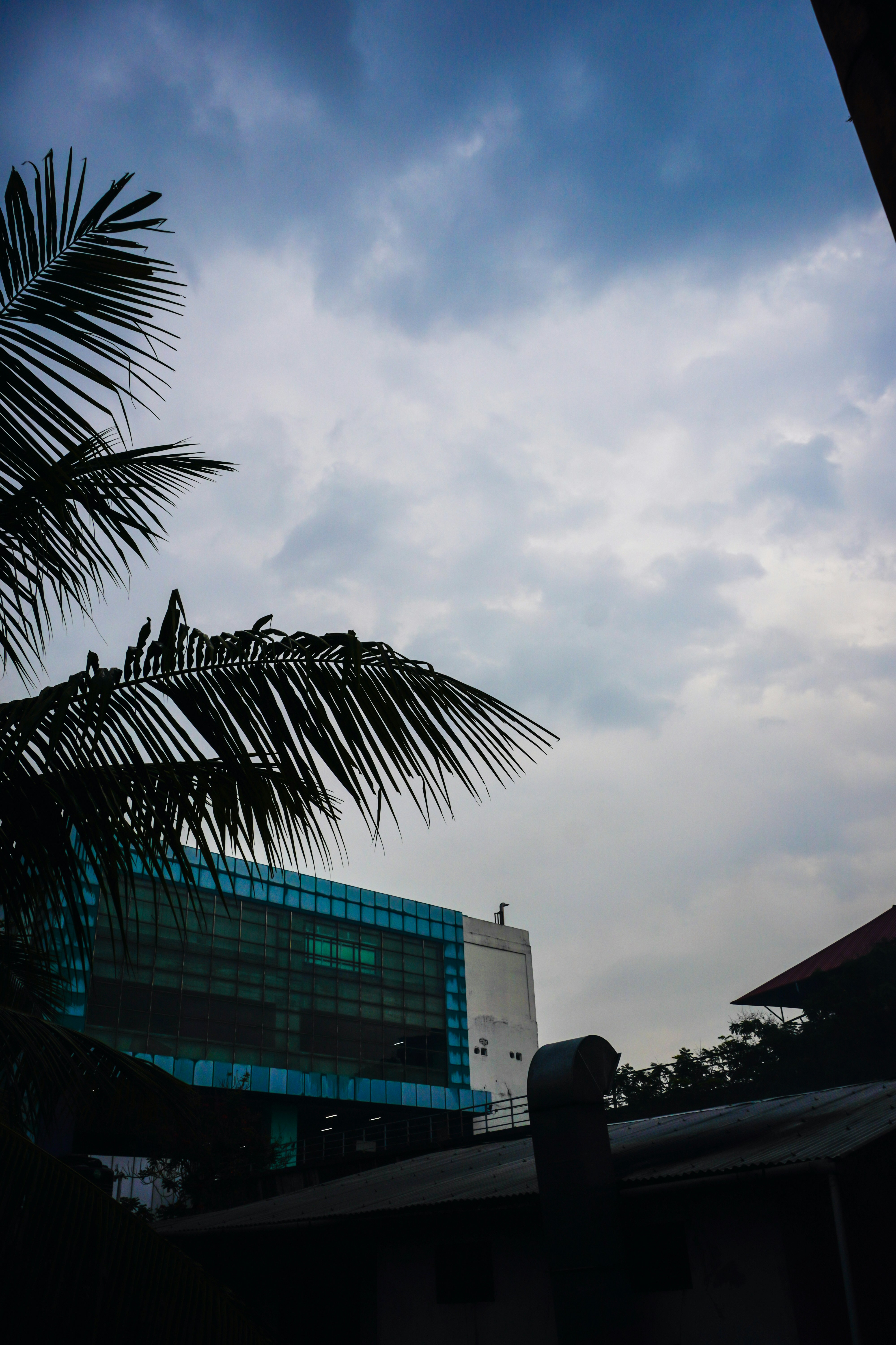 Silhouetted Palms and Modern Glass Against an Overcast Sky
