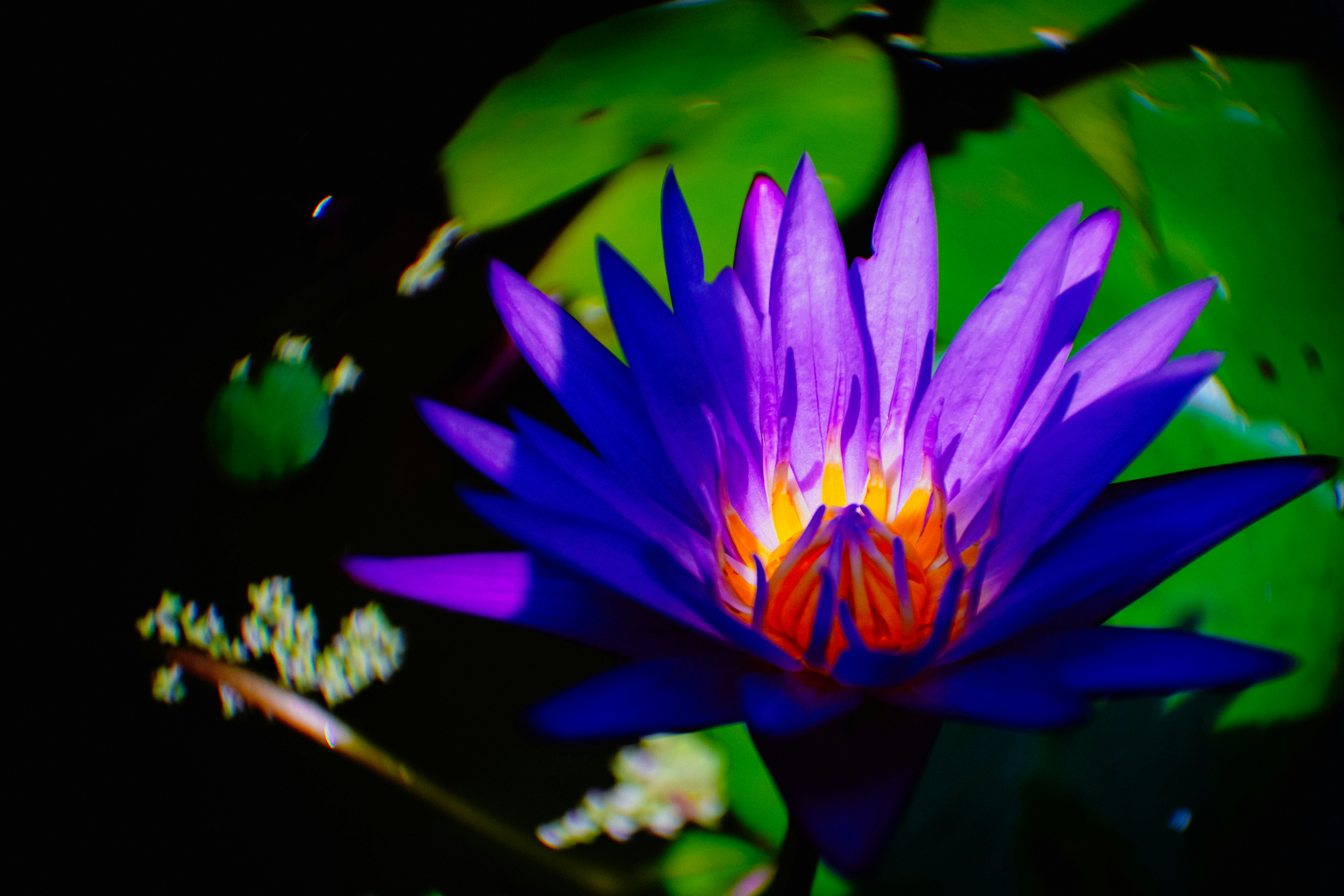 Crimson-Centered Bloom: A Purple Water Lily Illuminated